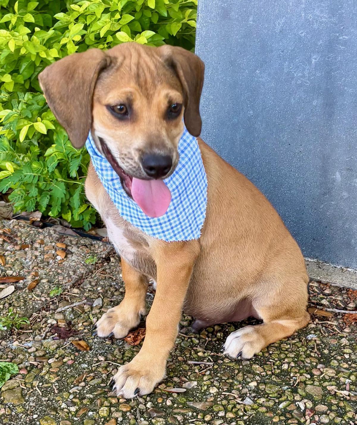 Dog for adoption - EZRA - CUDDLE BUG!, a Terrier Mix in Boston, MA ...