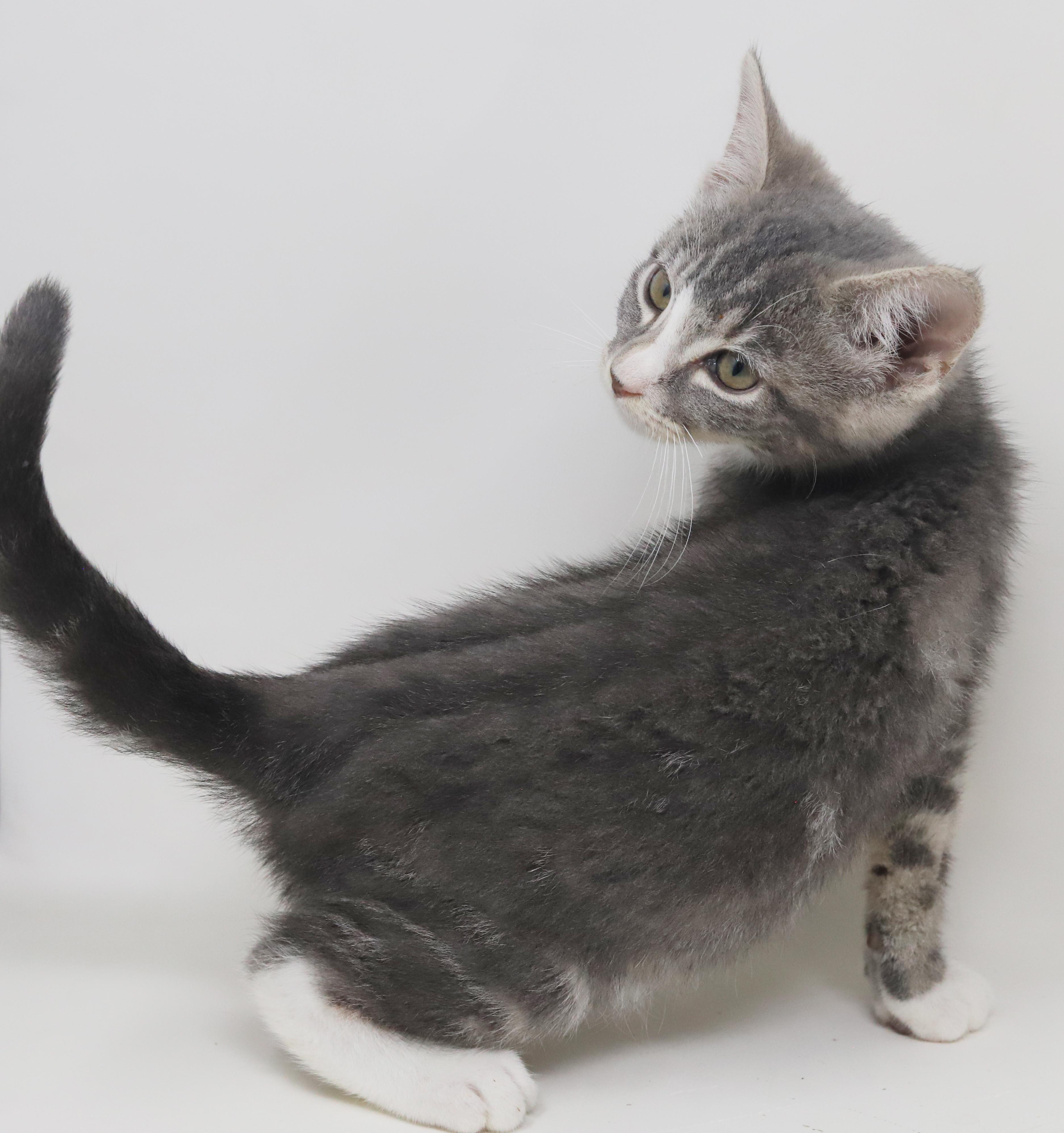 Cat for adoption - Junior will make u jump for joy! So cute!!!, a Tabby ...