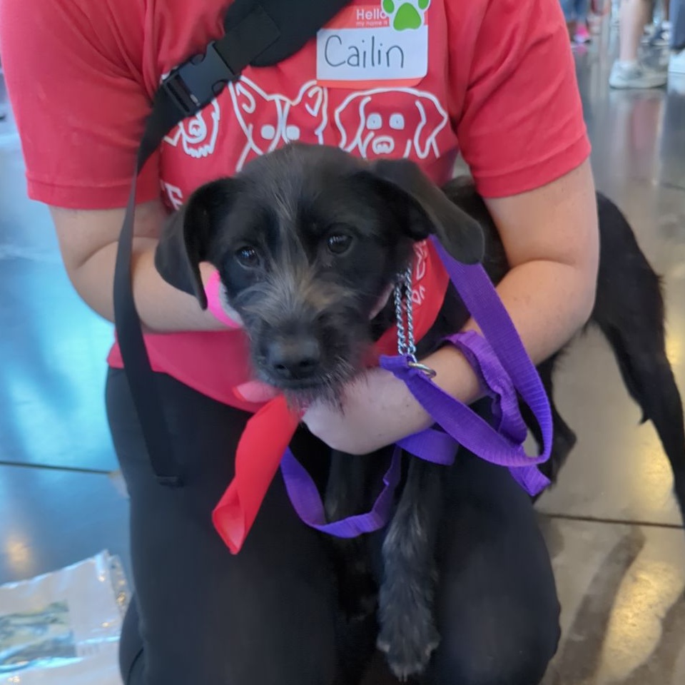 Dog for adoption - Daffodil - Local July 26-28, a Schnauzer ...