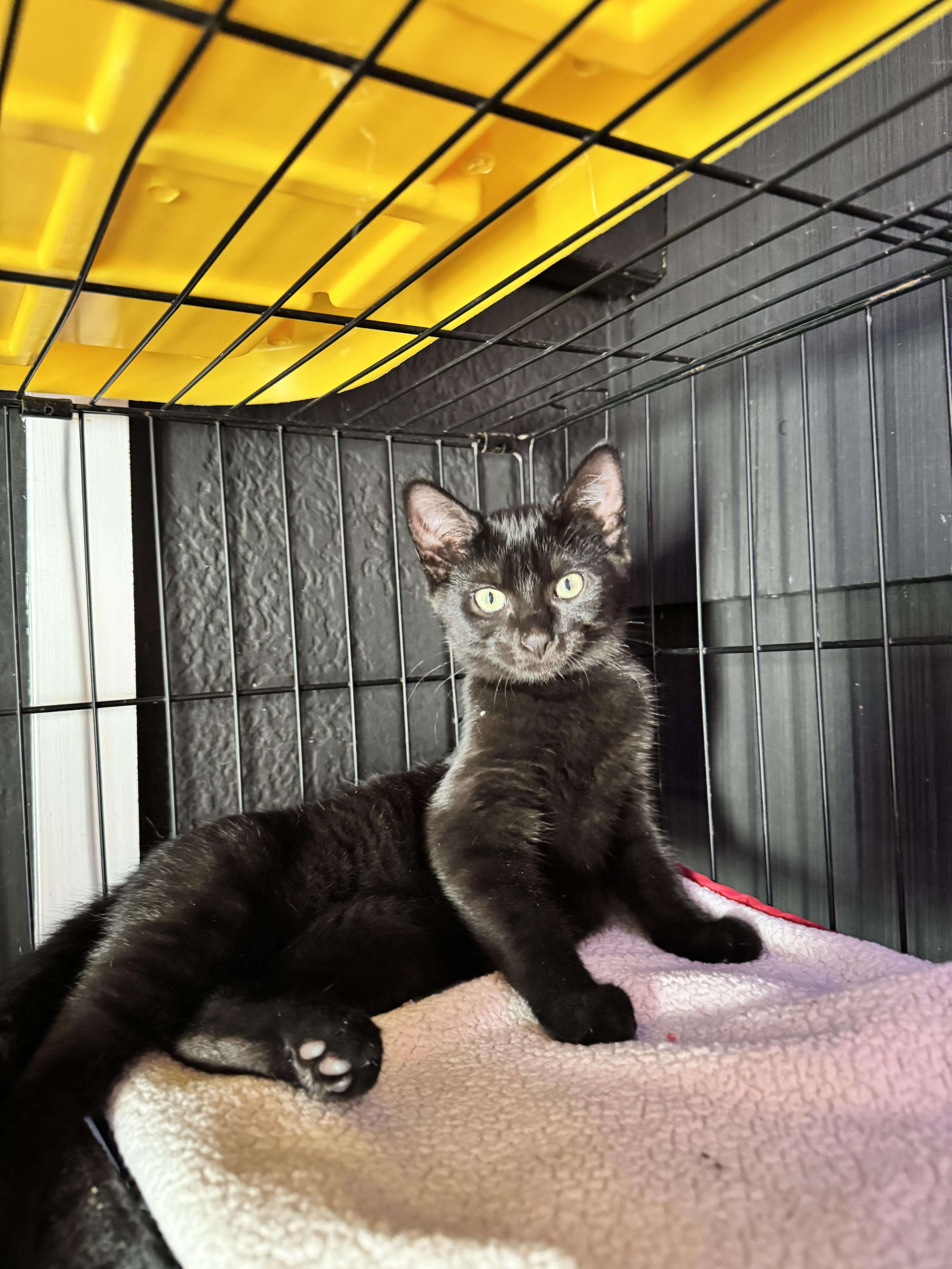Cat for adoption - Miss Gray, a Domestic Short Hair in Asbury Park, NJ ...