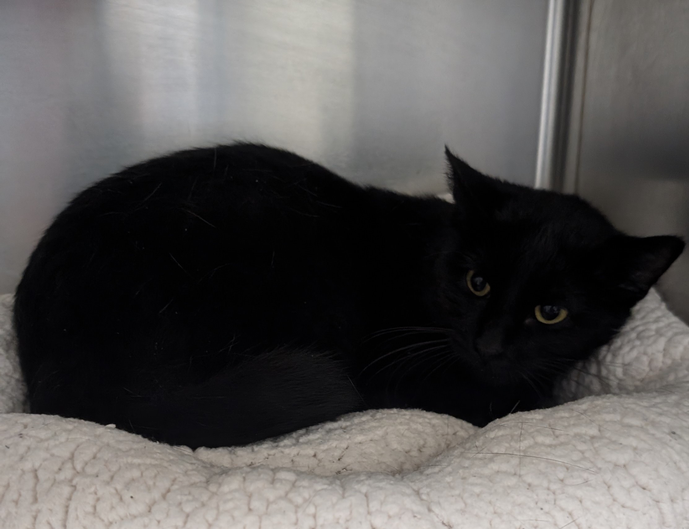 Cat for adoption - Peach, a Domestic Short Hair in New Ulm, MN | Petfinder