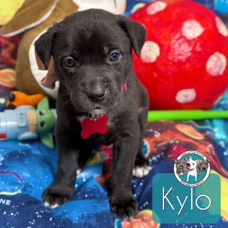 Dog for adoption - Kylo Star Wars, a Pit Bull Terrier & Labrador ...