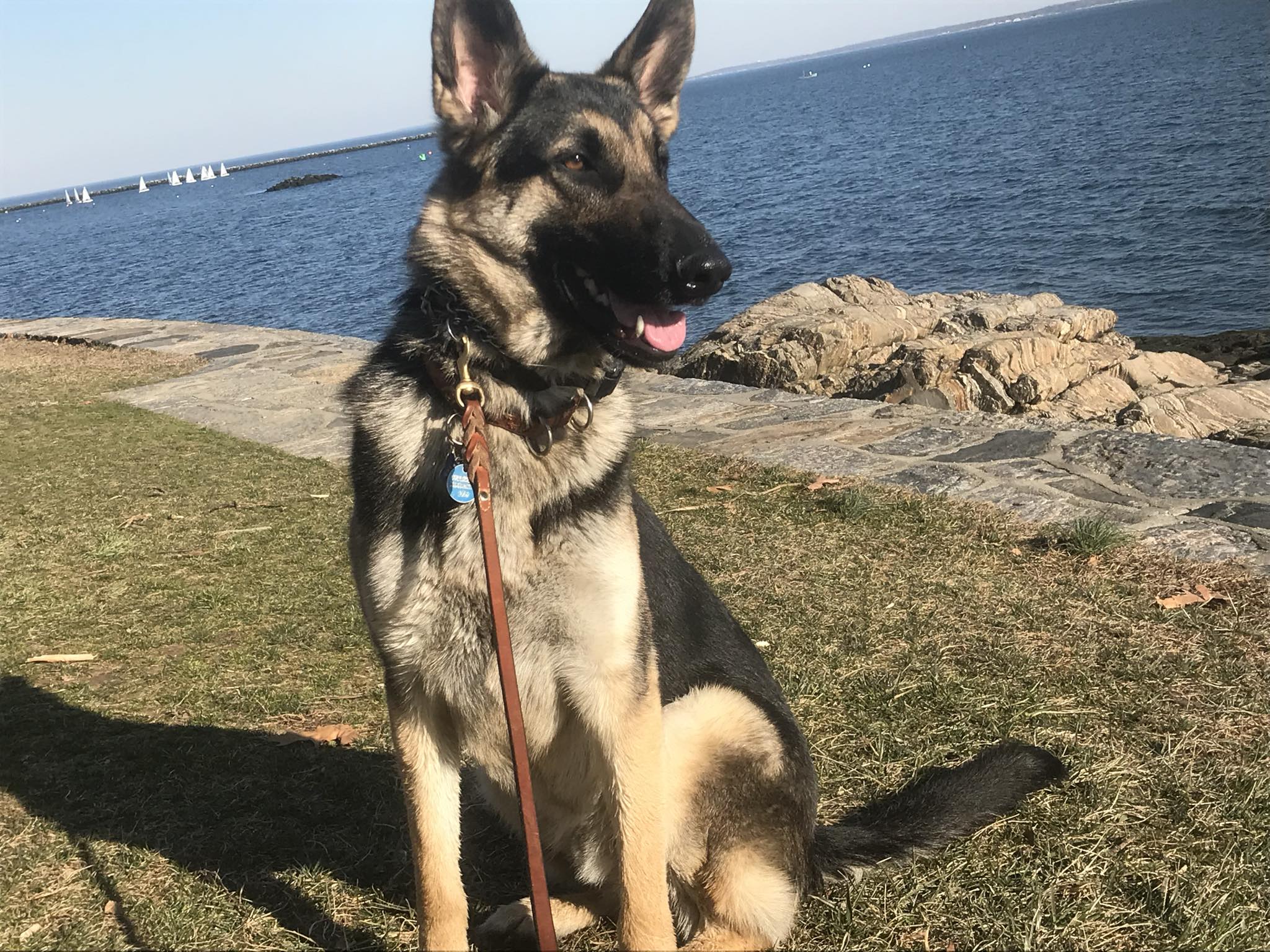 Dog for adoption - Marcus, a German Shepherd Dog in Bozrah, CT | Petfinder