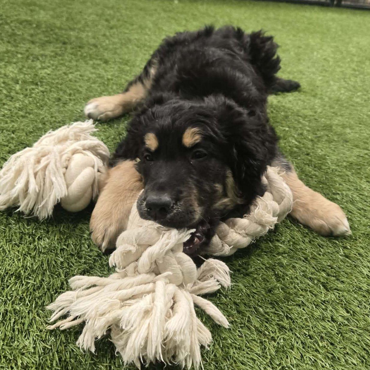 Barry Lee - Adoptable Pet | Petfinder | Petfinder