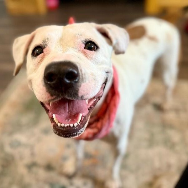 Dog for adoption - Sadie Sweet Cheeks, a Pit Bull Terrier & American ...