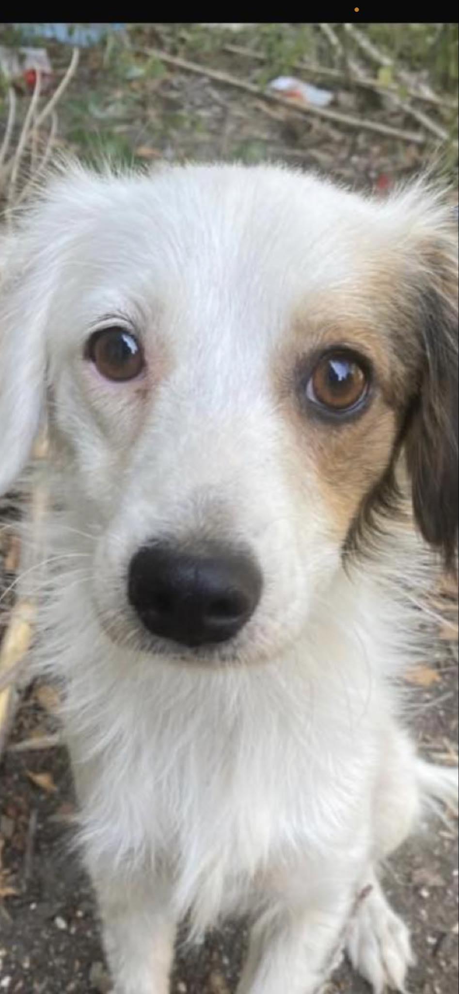 Dog for adoption - Blind Trischa, a Border Collie Mix in New York, NY ...