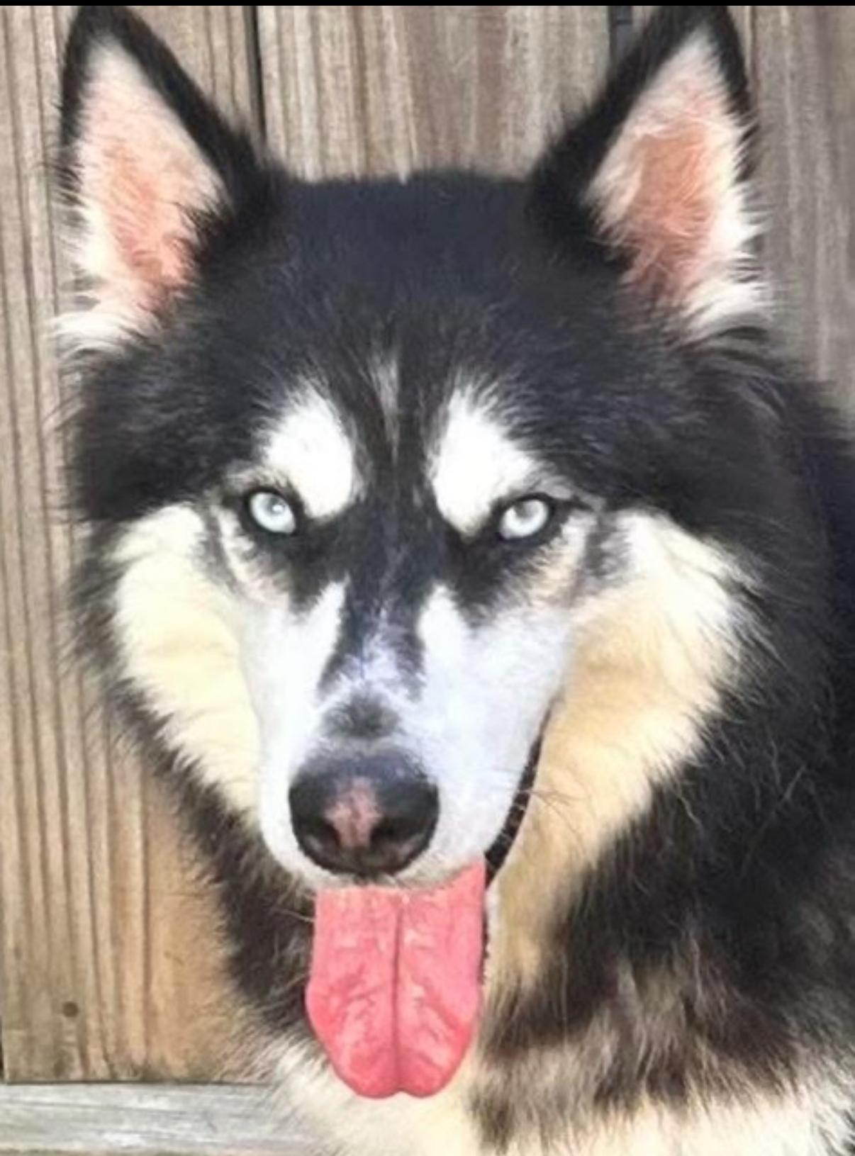 Dog for adoption - Selene, a Siberian Husky Mix in Panama City, FL ...