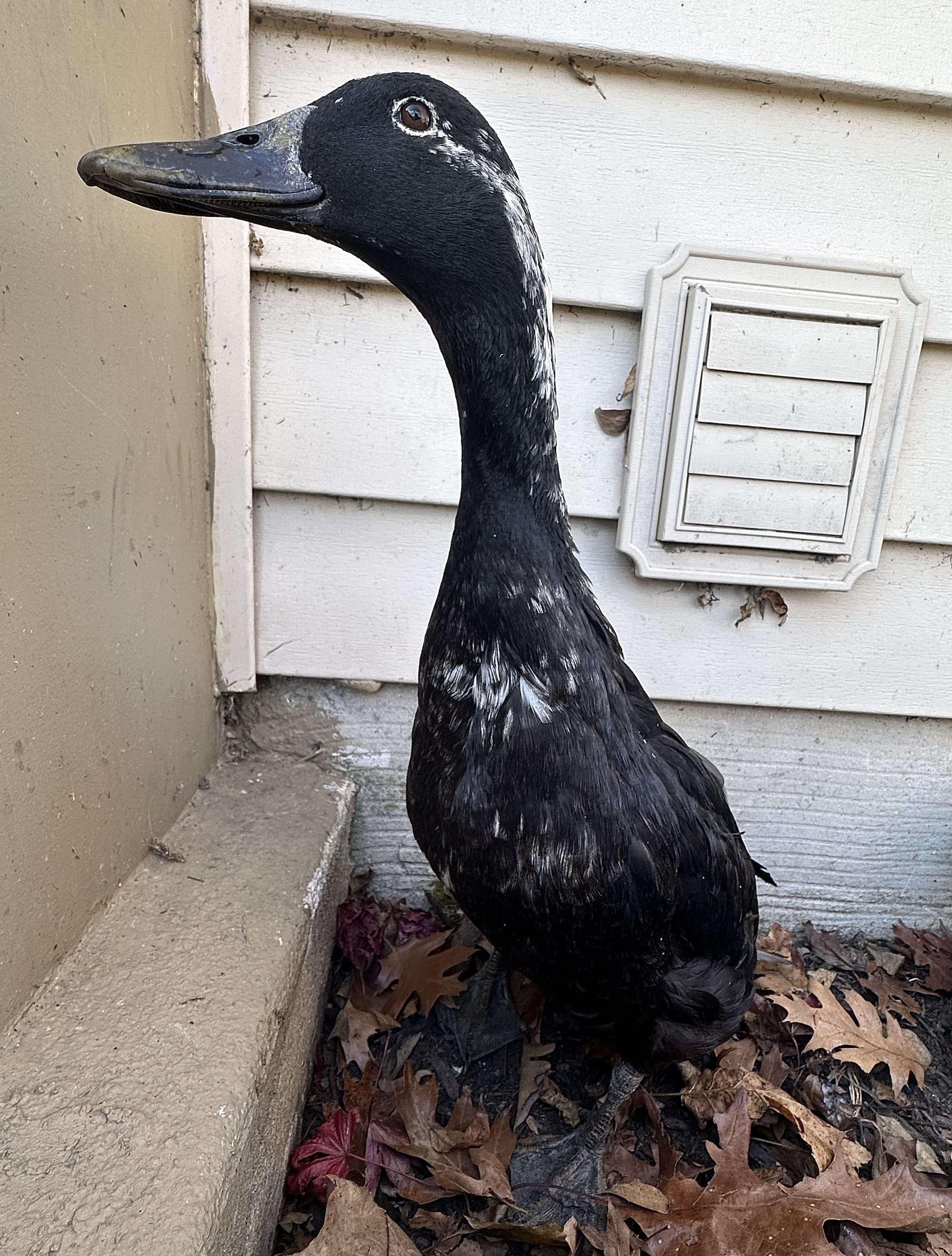 Duck for adoption - Milly, a Duck in Lincoln University, PA | Petfinder