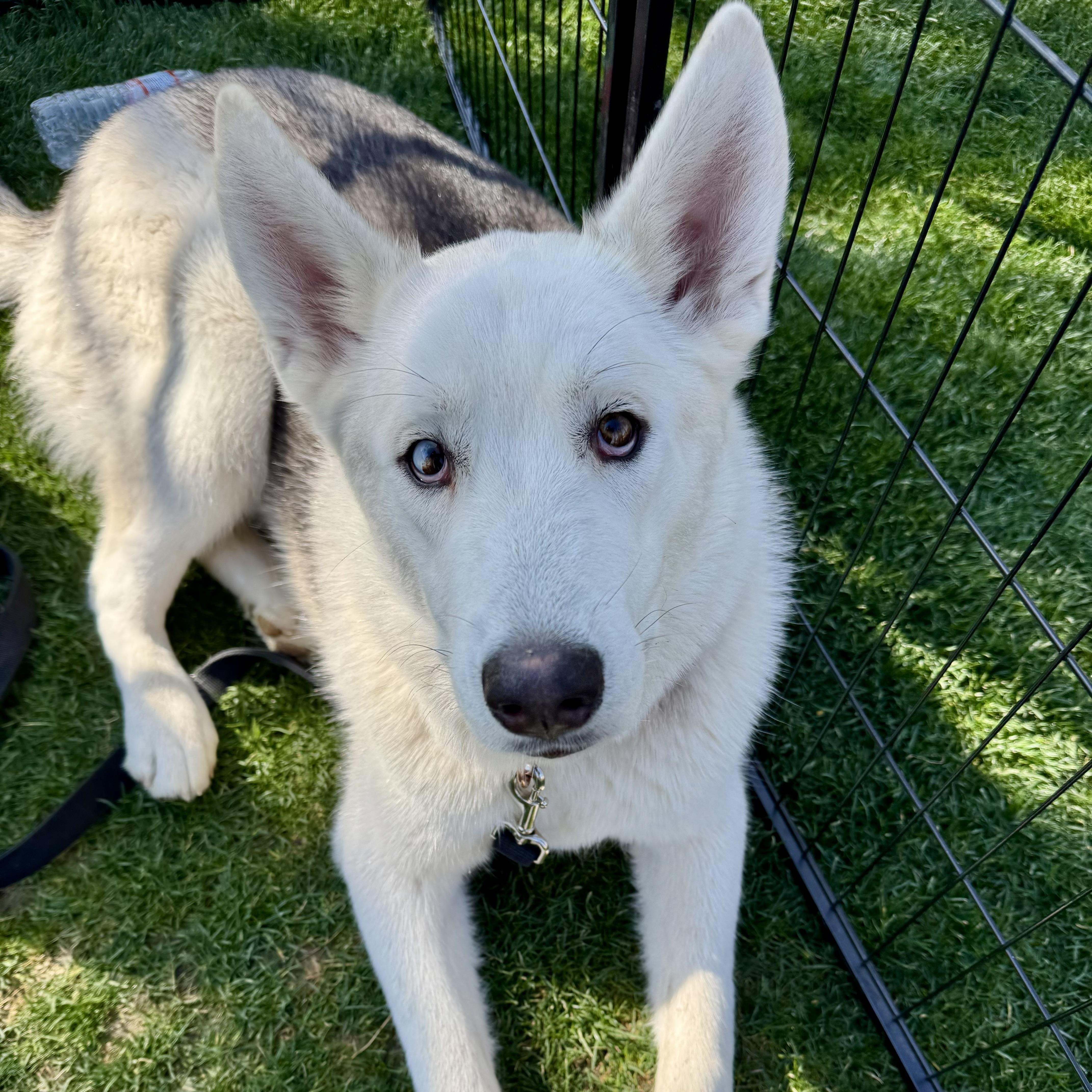 Dog for adoption - Aspen aka Oliver, a German Shepherd Dog & Siberian ...