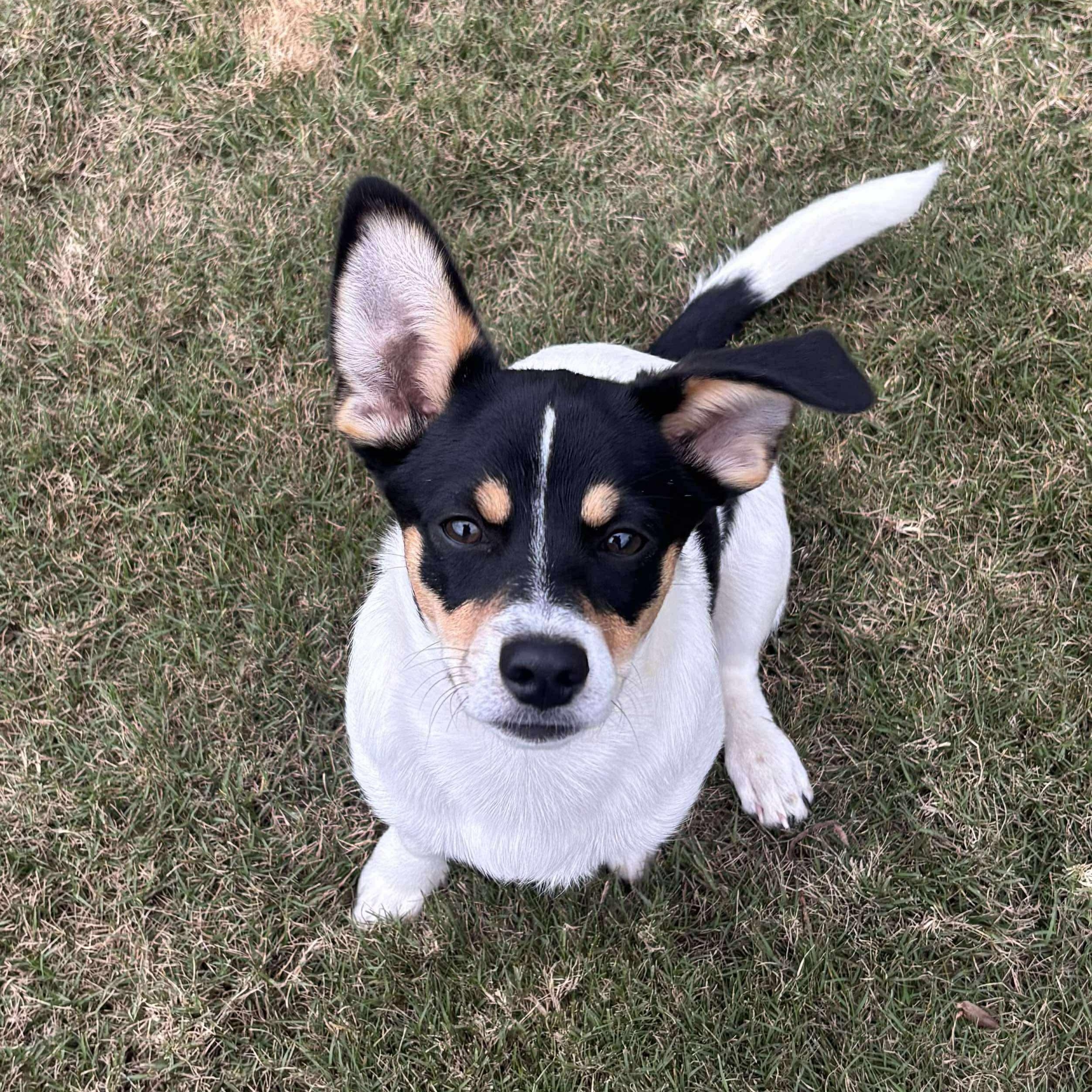 Dog for adoption - Winston, a Terrier Mix in Pelham, NH | Petfinder