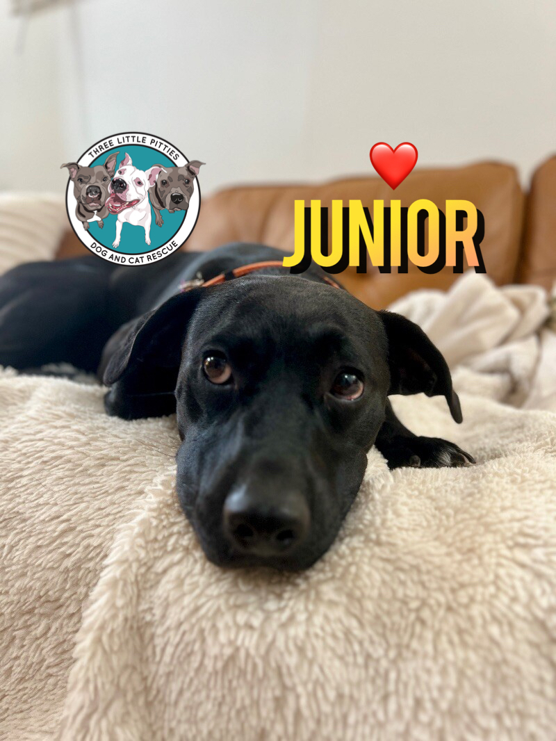 Dog for adoption - Junior The Itty Bitty Lab, a Labrador Retriever & Dachshund Mix in Twin Falls ...