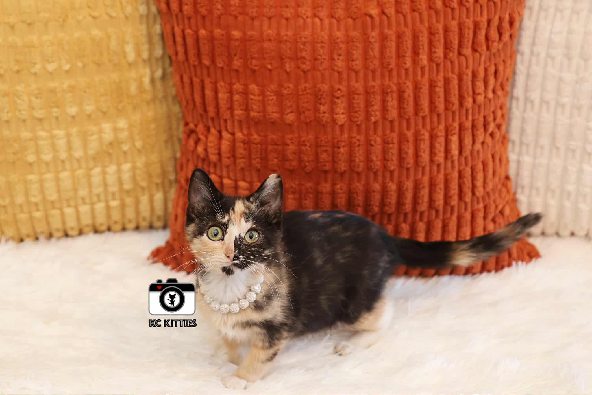 Cat for adoption - Jyn, a Domestic Short Hair in Overland Park, KS ...