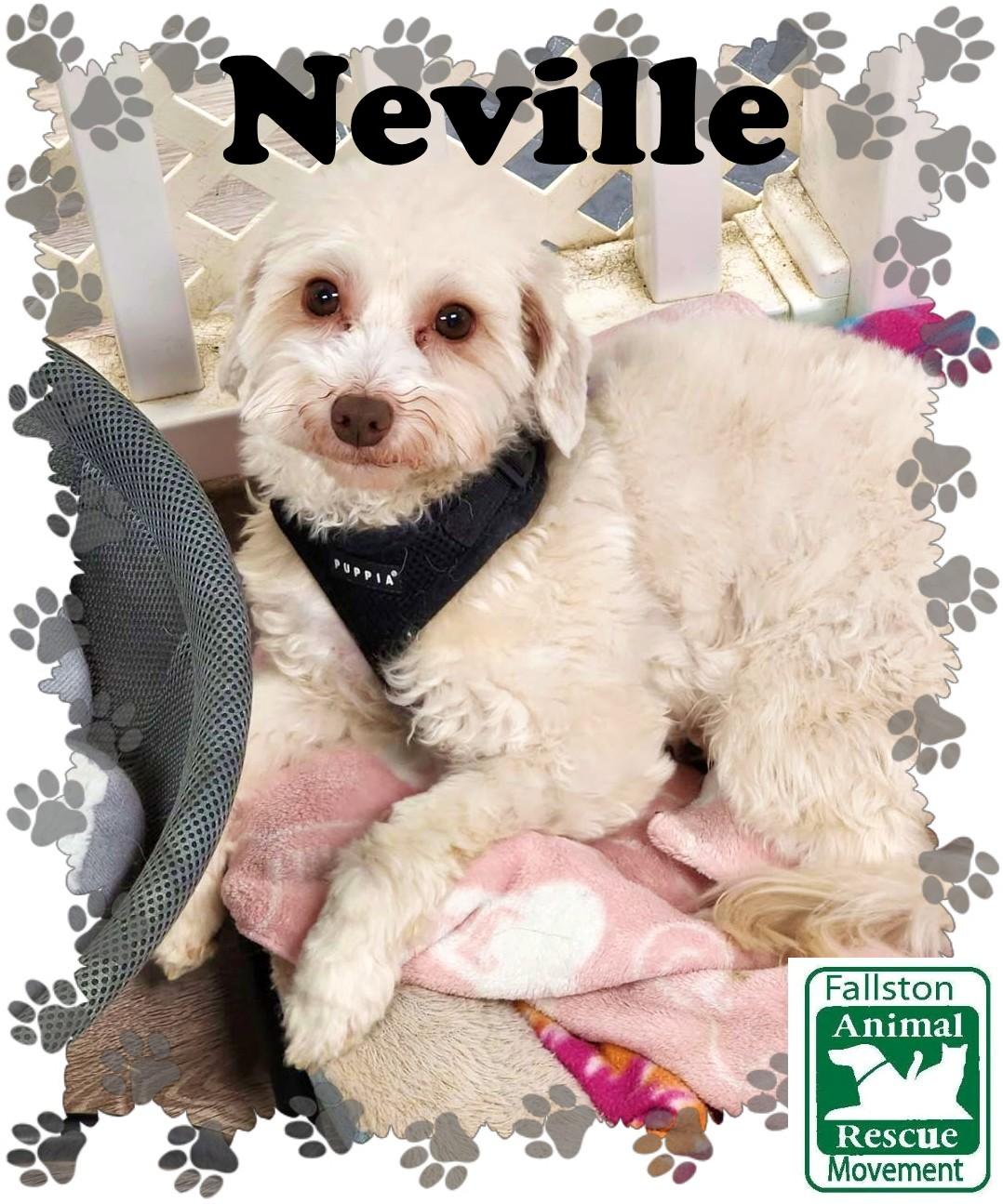Dog for adoption - Neville, a Chinese Crested Dog in Bel Air, MD ...