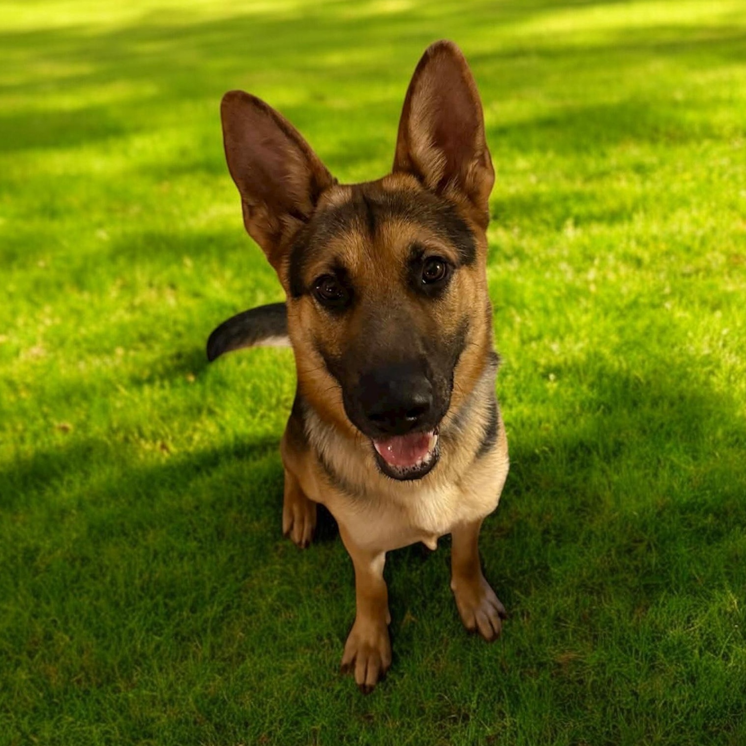 Dog for adoption - REDLAND GS, a German Shepherd Dog in WILLISTON, VT ...