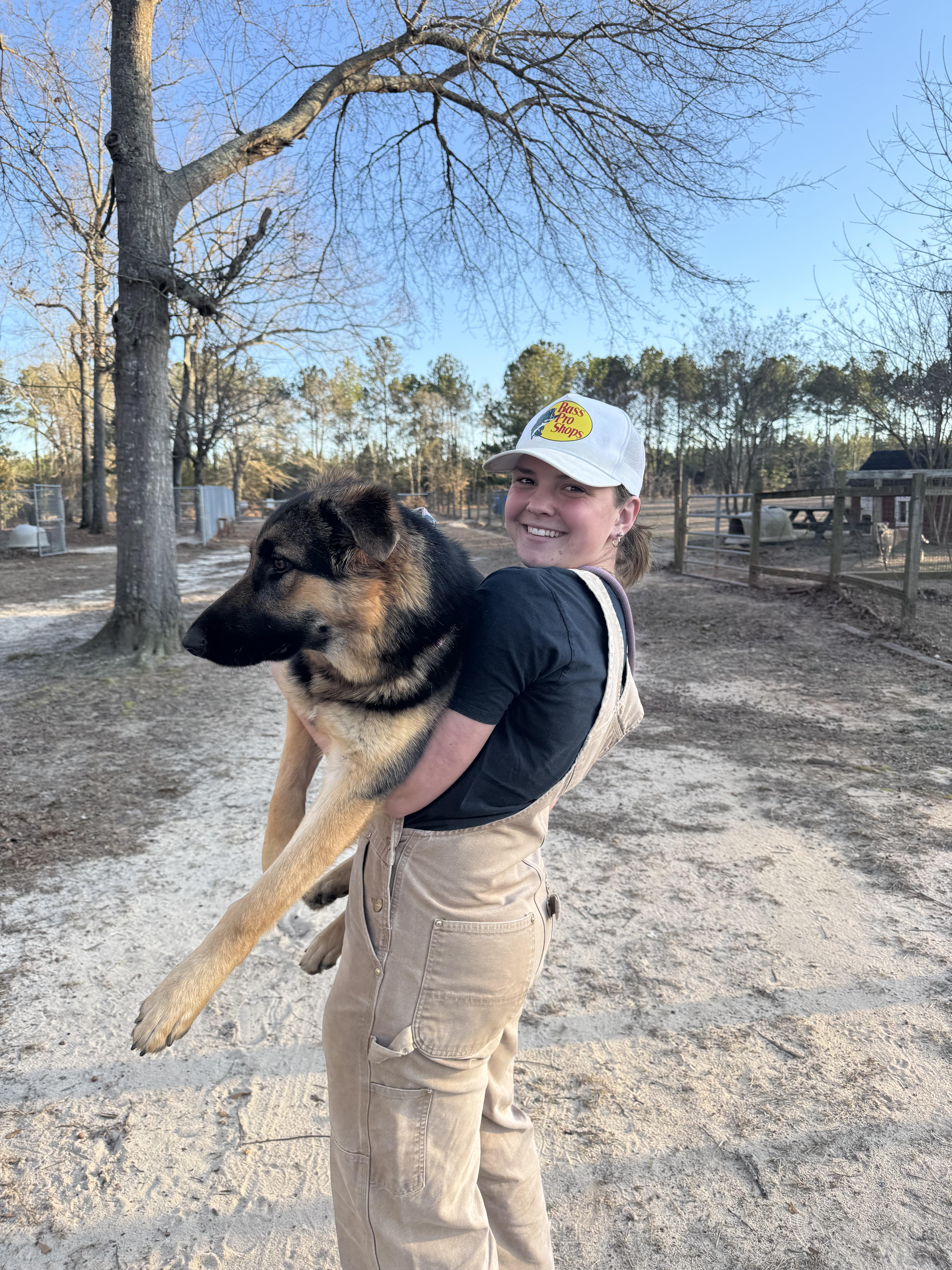 Dog for adoption - Calliope (Callie), a German Shepherd Dog in ...