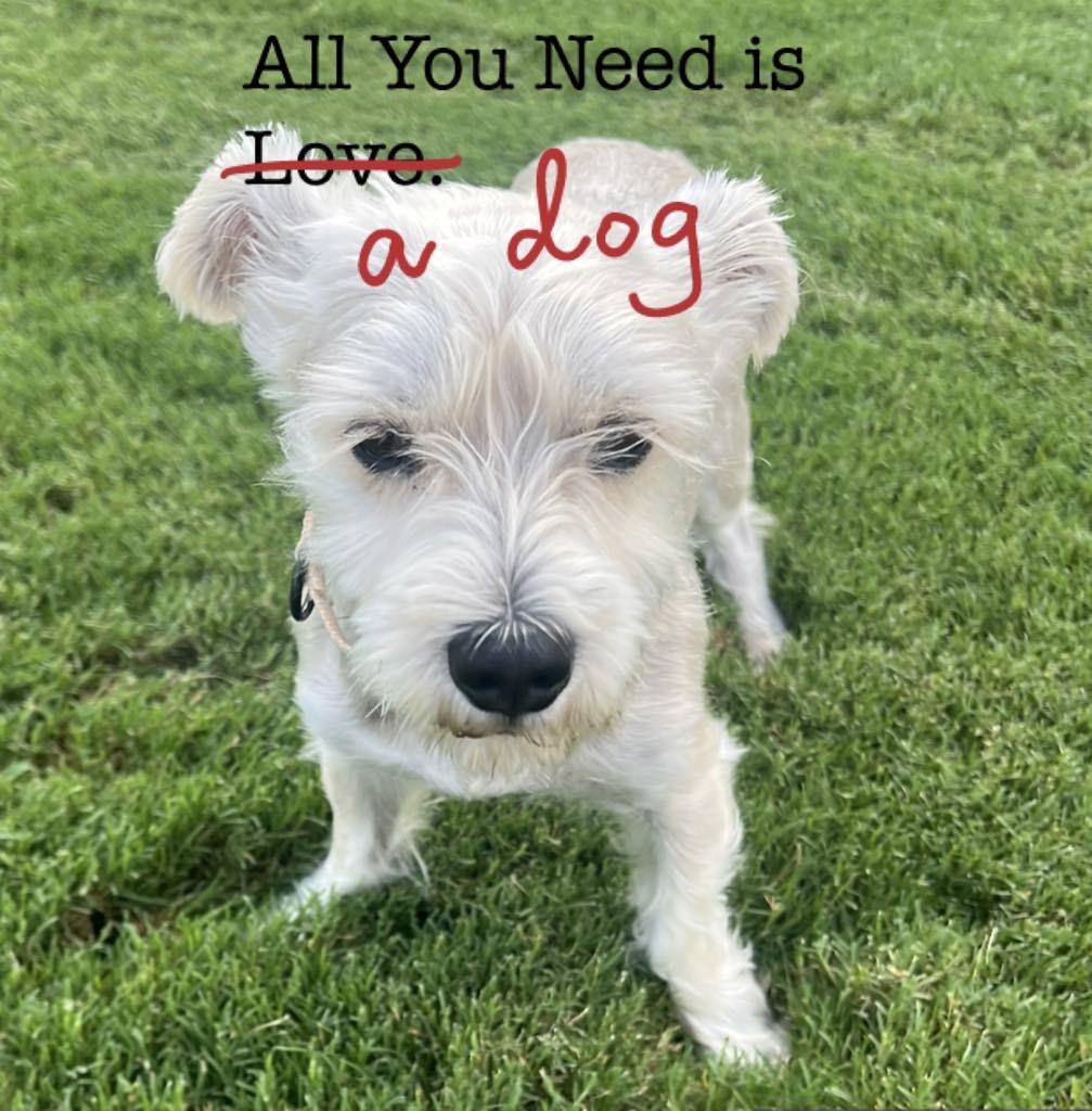 Dog for adoption - Snoopy, a Terrier in Austin, TX | Petfinder