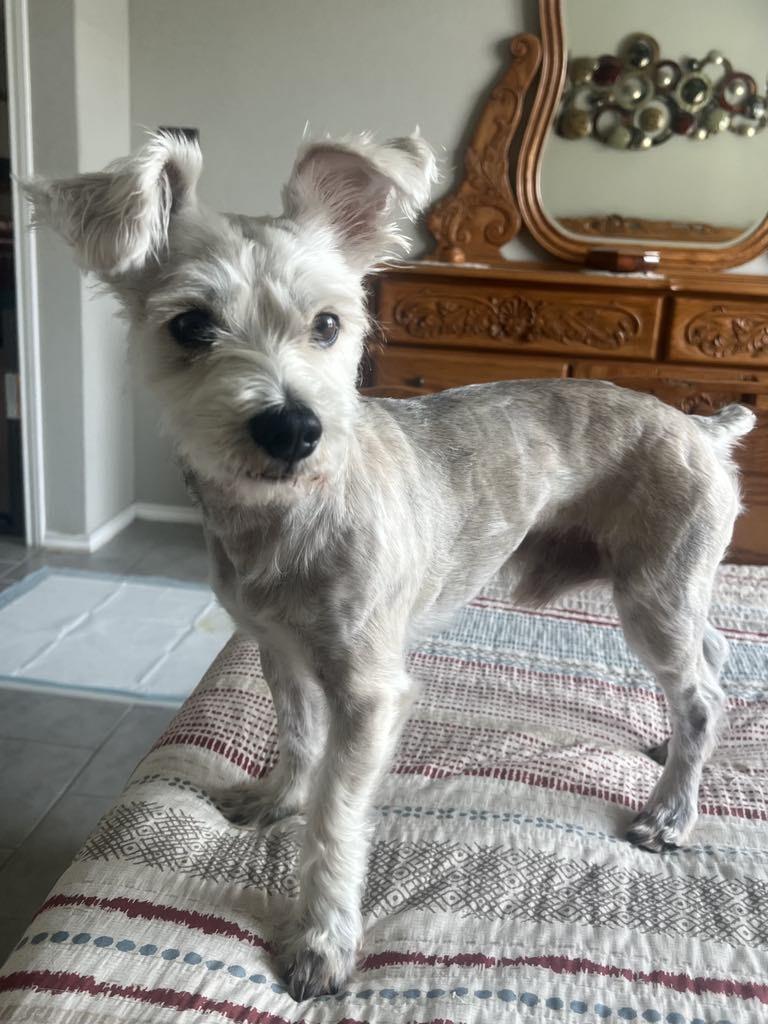 Dog for adoption - Snoopy, a Terrier in Austin, TX | Petfinder