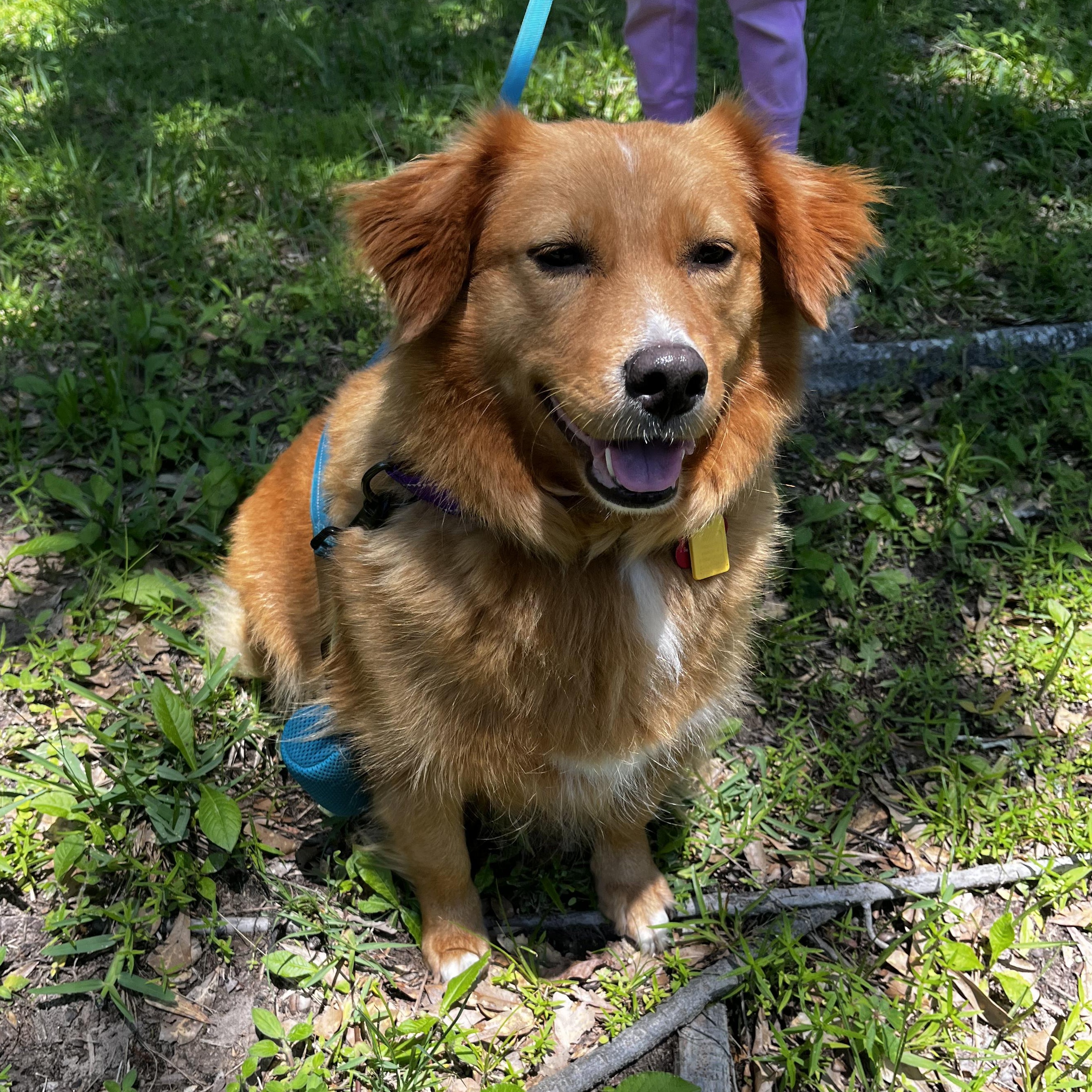 Dog for adoption - Lizzie, a Shetland Sheepdog / Sheltie Mix in Dallas ...