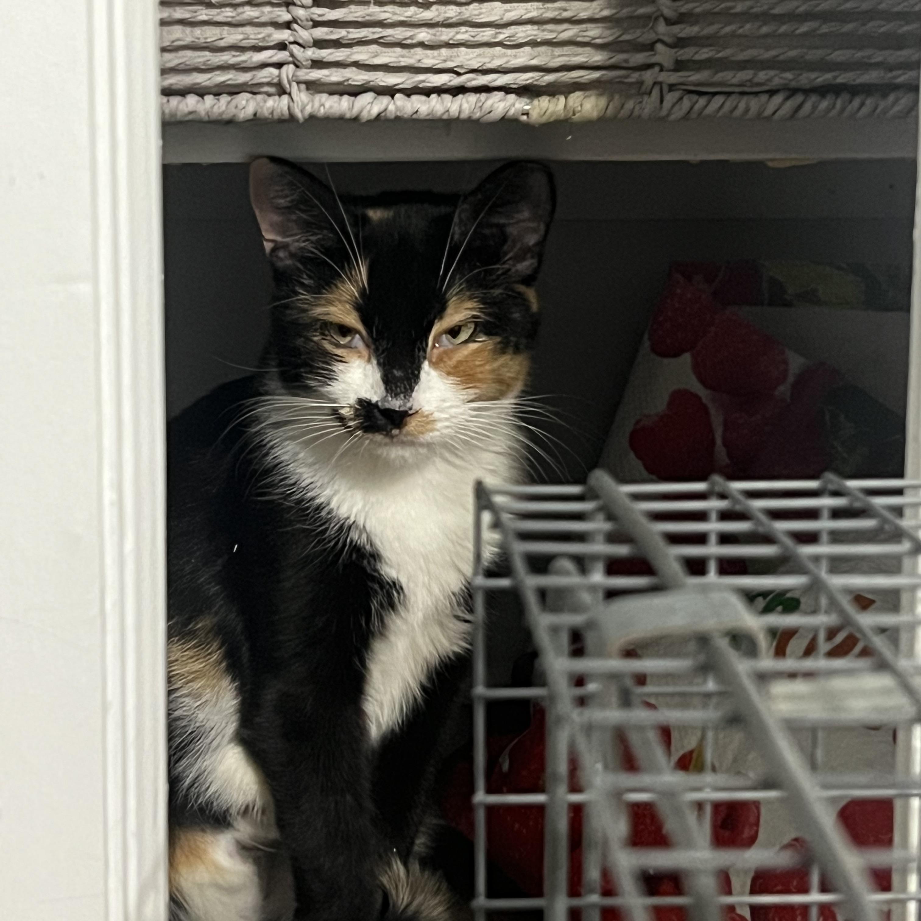 Cat for adoption - Fia, a Domestic Short Hair in LAKE HOPATCONG, NJ ...
