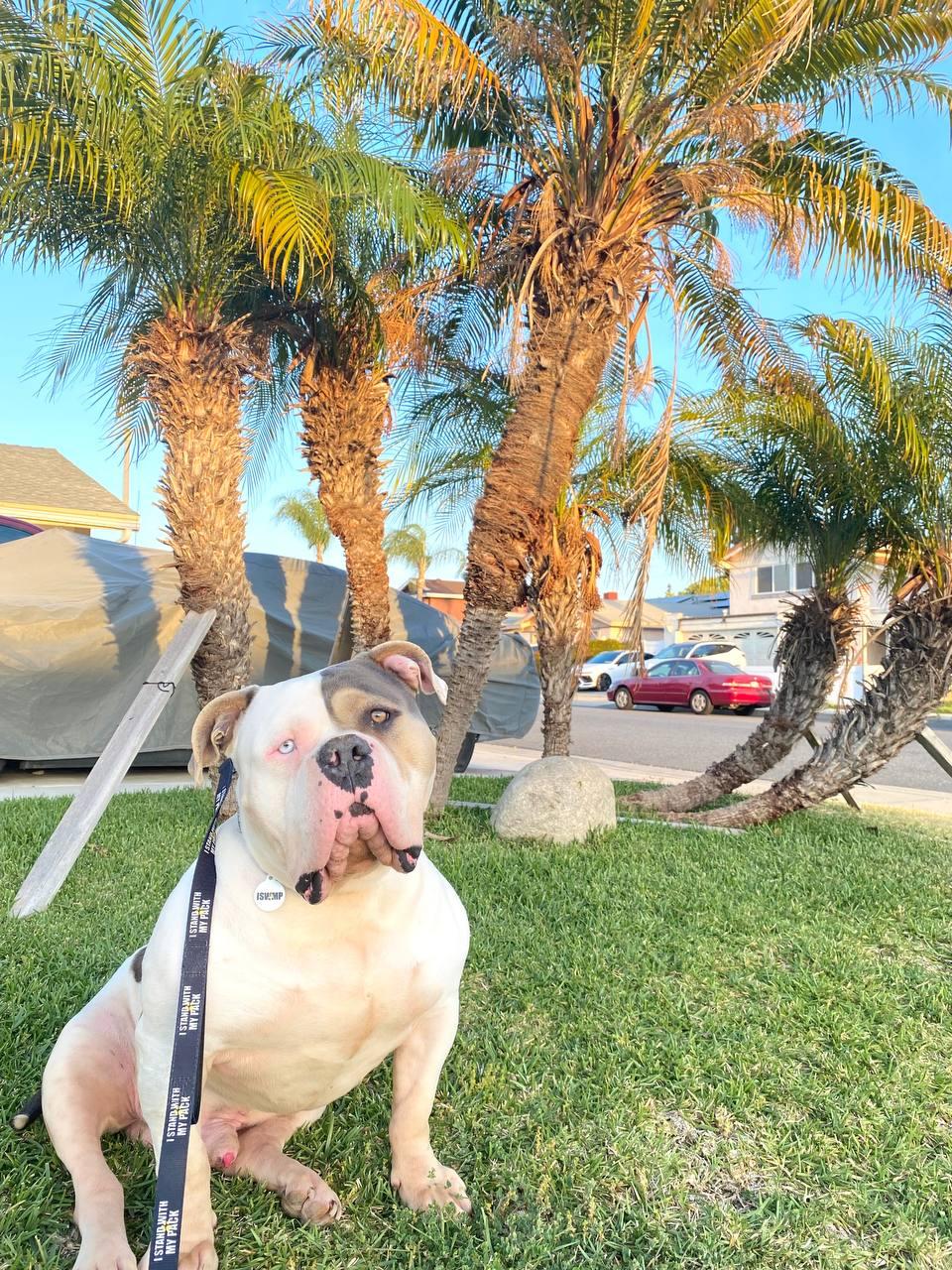 Dog for adoption - Tonka, an American Bully in Los Angeles, CA | Petfinder