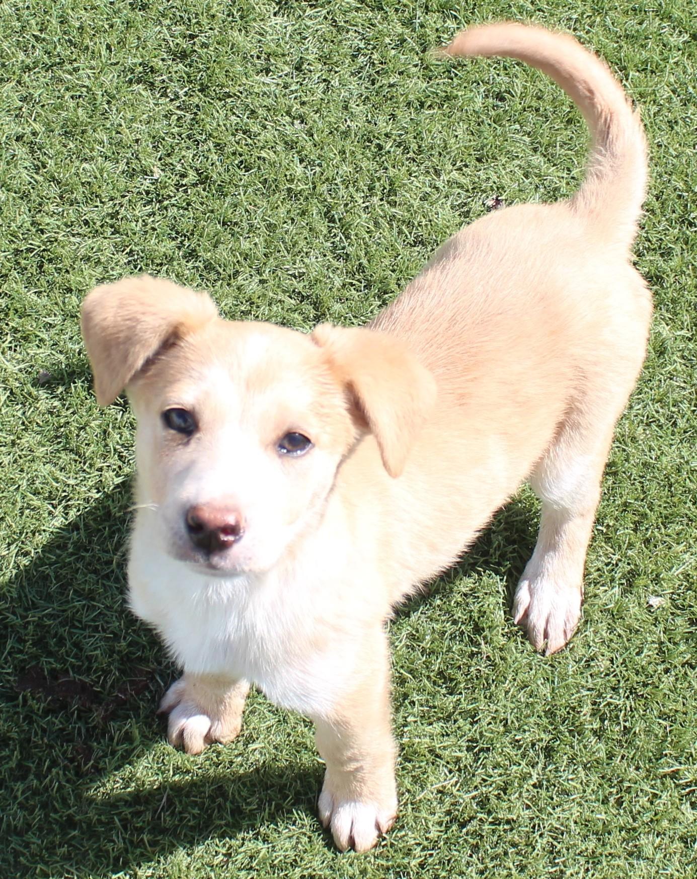 Dog for adoption - KNUCKLES ( AVAILABLE: 5/2/25), an American ...