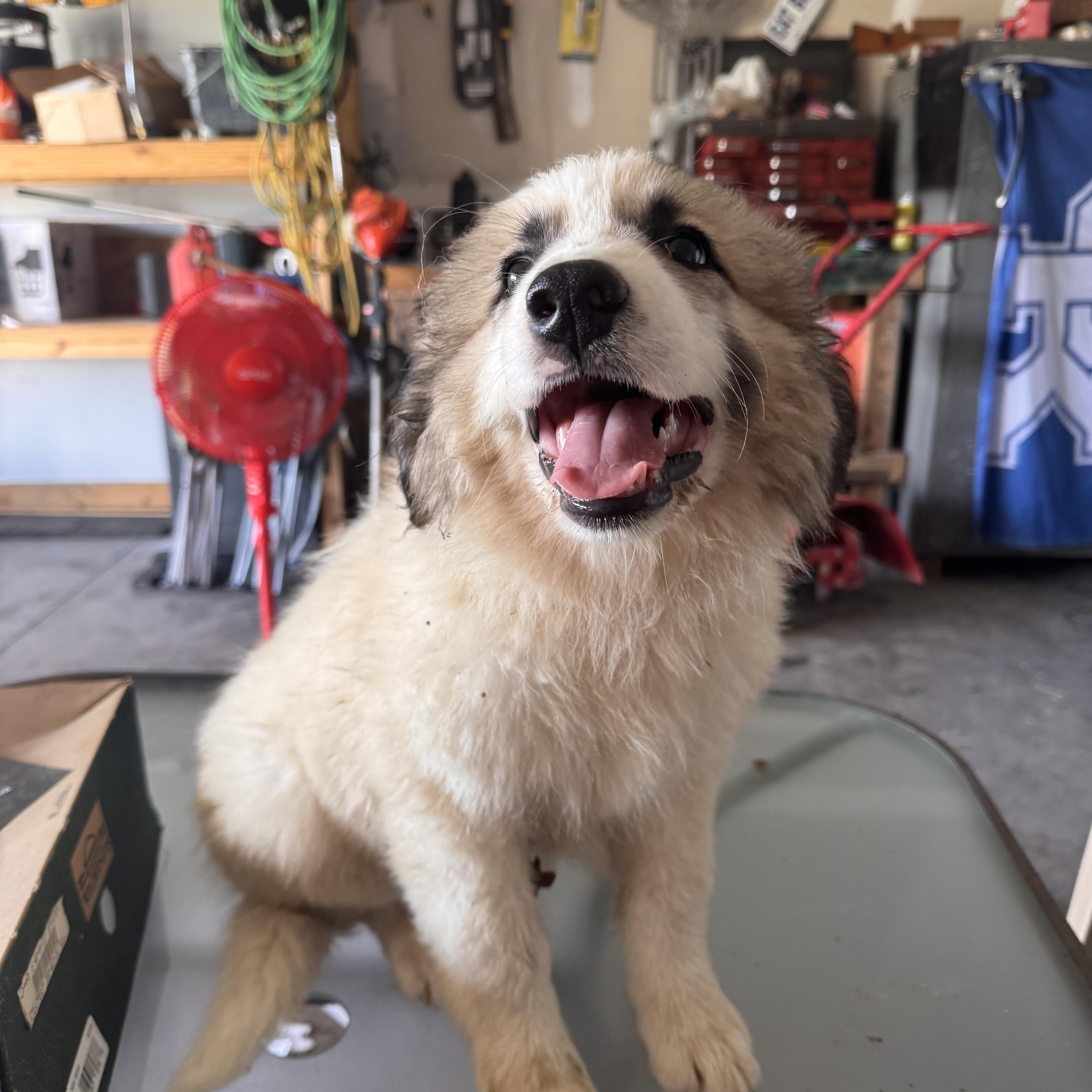 Dog for adoption - Mochi, a Great Pyrenees in Nicholasville, KY | Petfinder