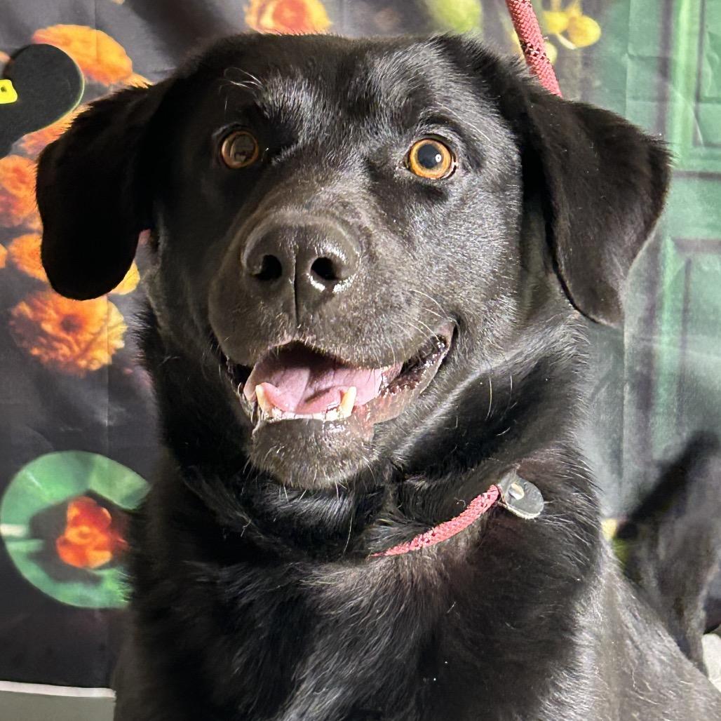 Dog for adoption - Robinson, a Black Labrador Retriever & Retriever Mix ...