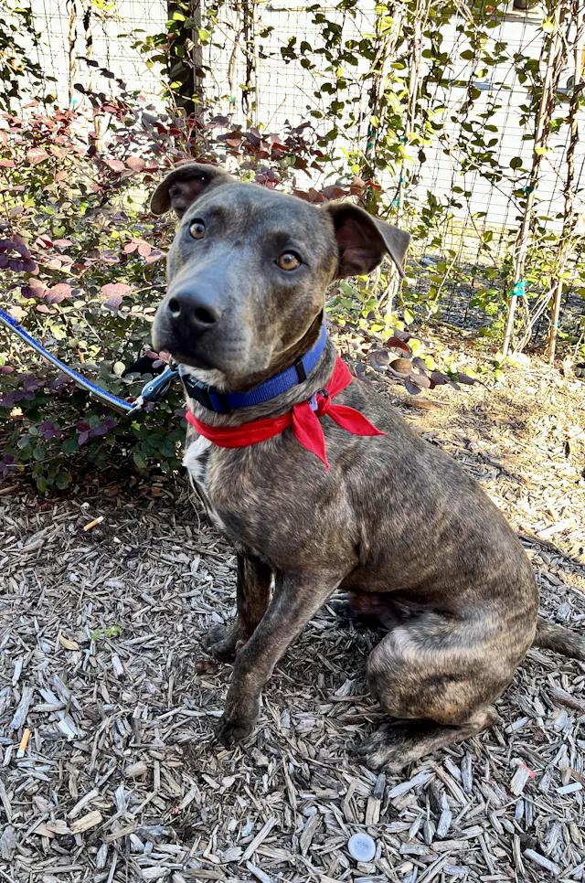 Dog for adoption - Zebo, a Catahoula Leopard Dog in Portland, OR ...