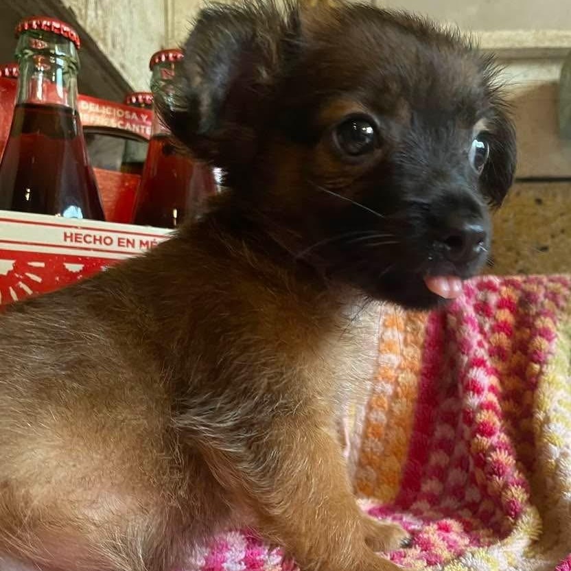 Dog for adoption - Little Engine Jen Jen Gracien PC, a Pomeranian Mix ...