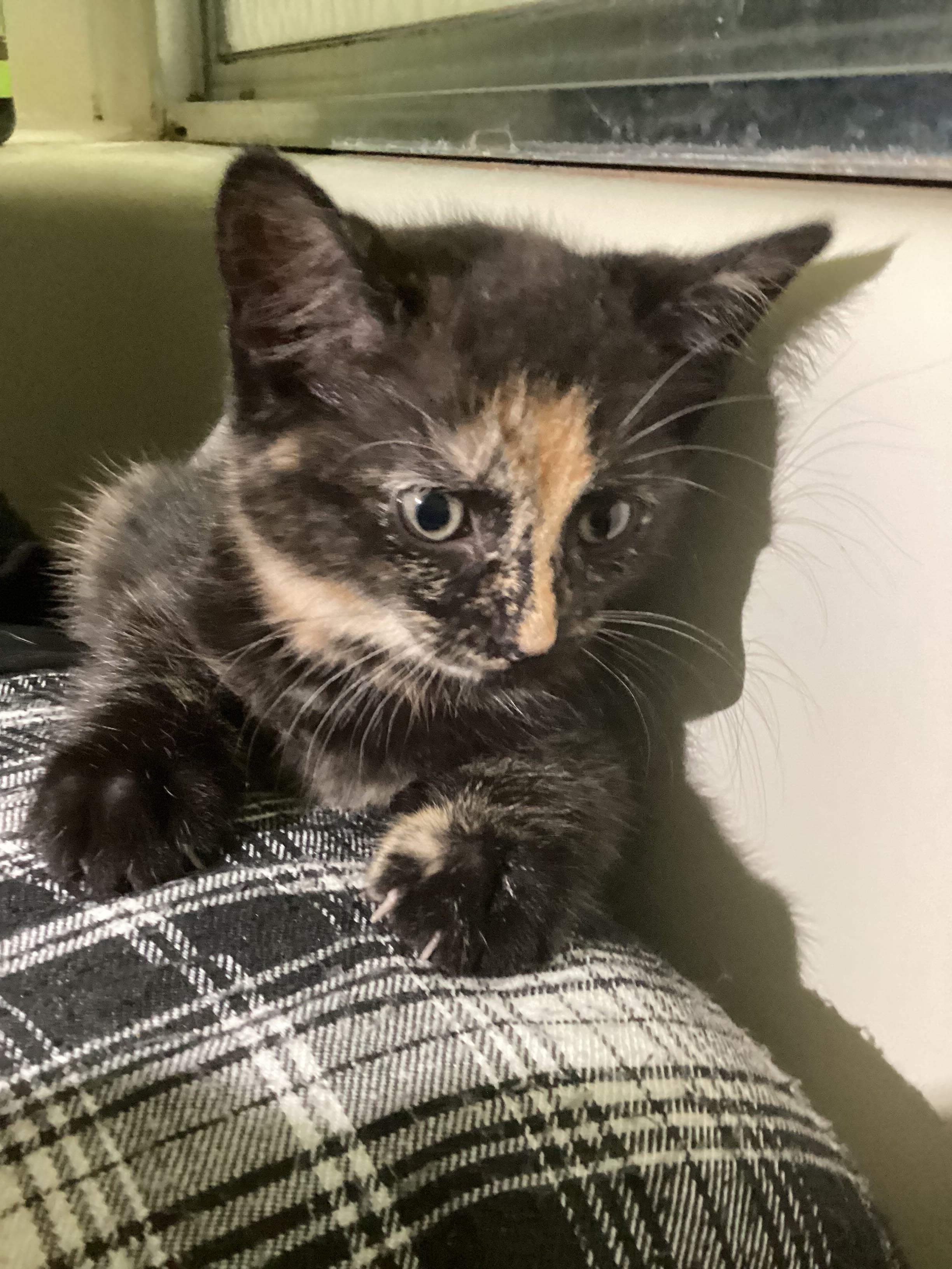 Cat for adoption - Aurora, a Torbie in Piscataway, NJ | Petfinder