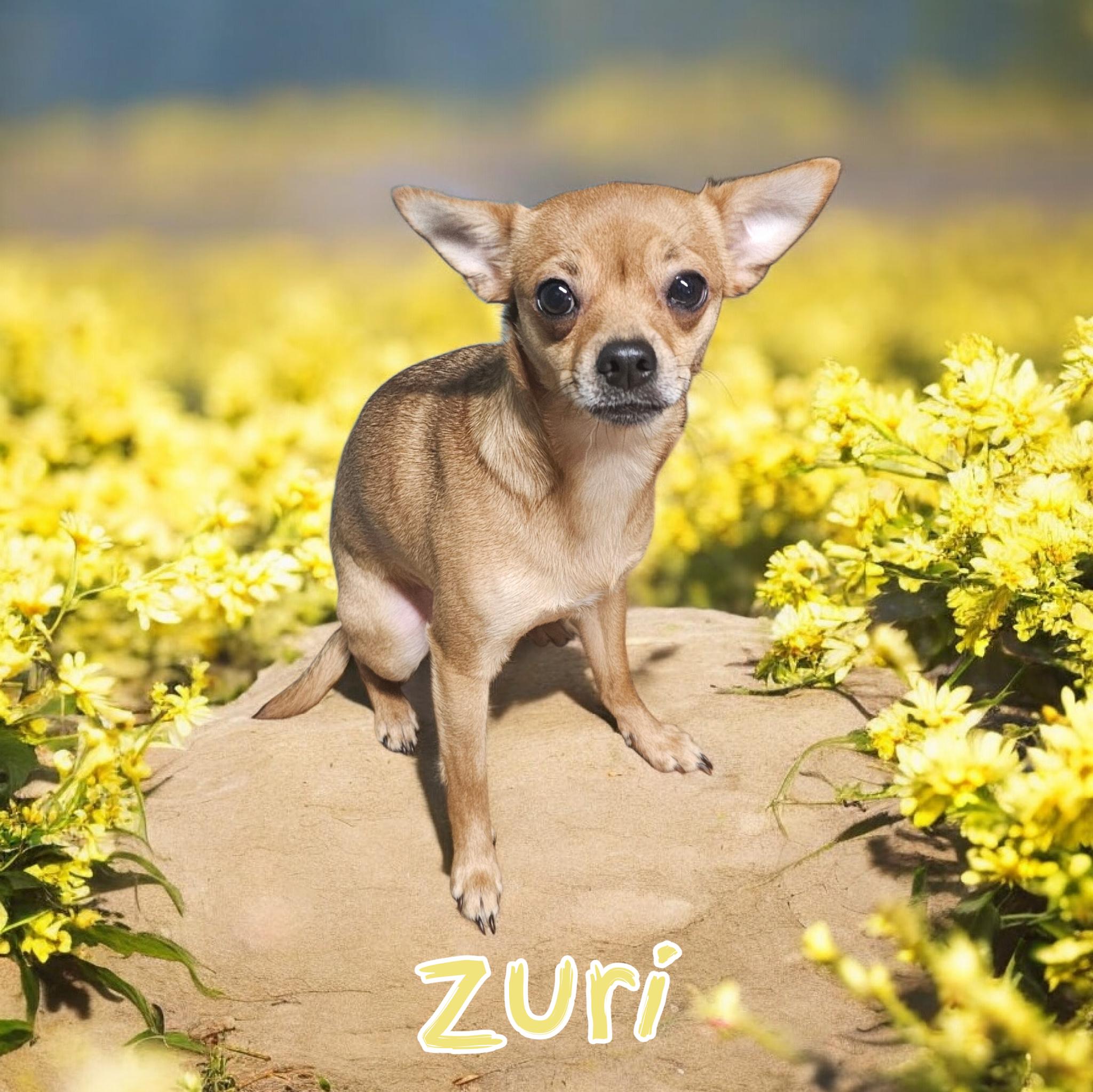 Zuri - Adoptable Pet | Petfinder | Petfinder