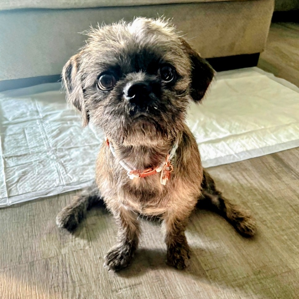 Dog for adoption - Brittany, a Bichon Frise & Boston Terrier Mix in ...