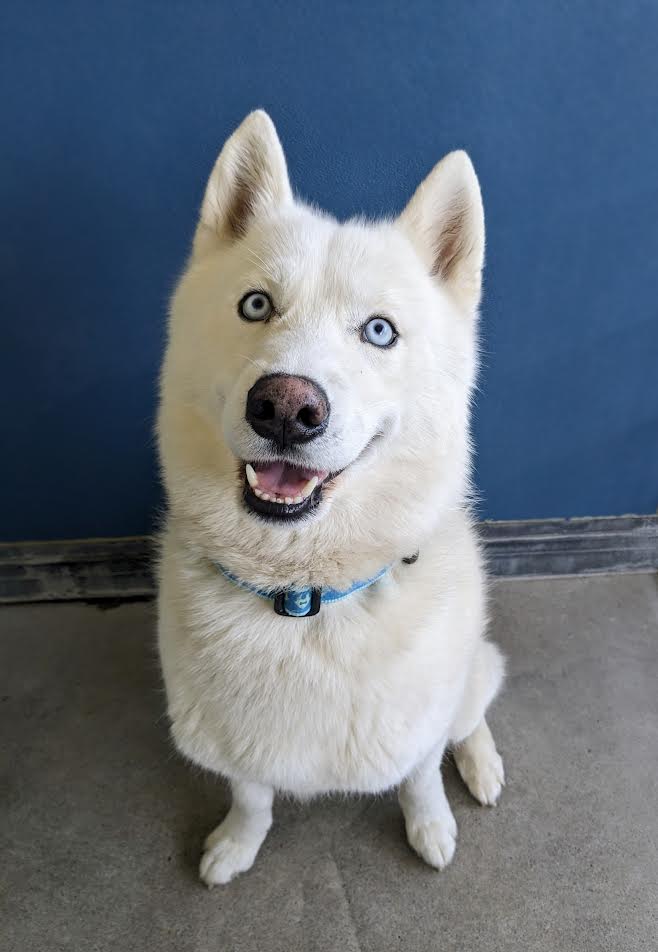 ADOPT - Whatcom Humane Society