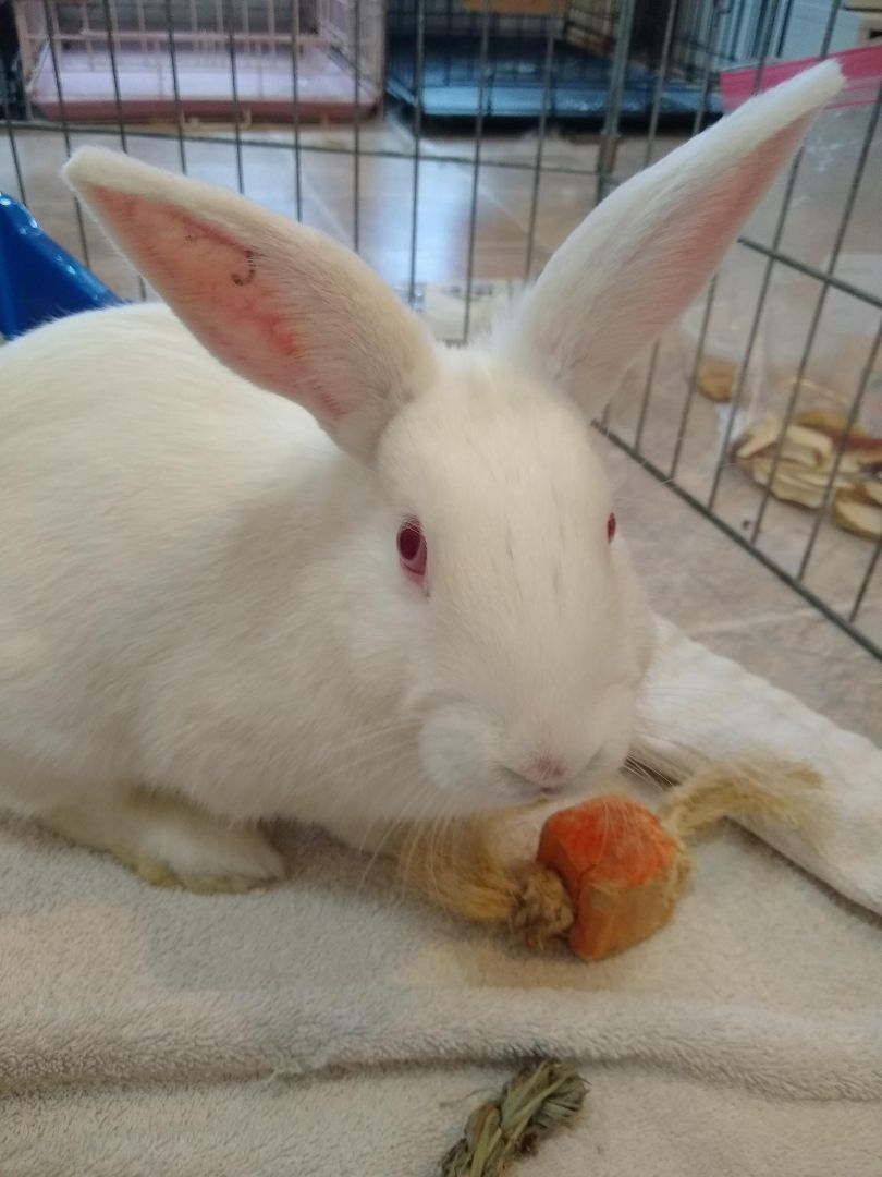Rabbit for adoption - Suzie (Bonded with Paloma), a Lionhead Mix in ...