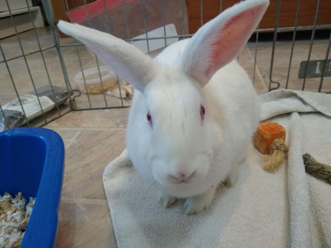 Rabbit for adoption - Suzie (Bonded with Paloma), a Lionhead Mix in ...