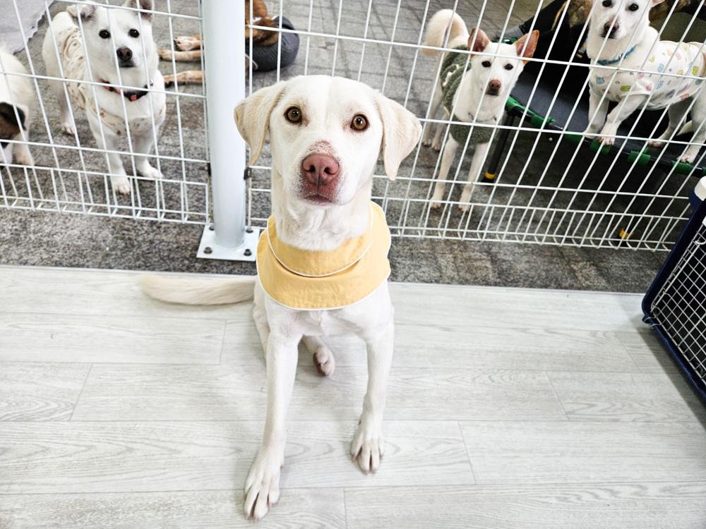 Dog for adoption - Soonshim, a Labrador Retriever Mix in Toronto, ON ...