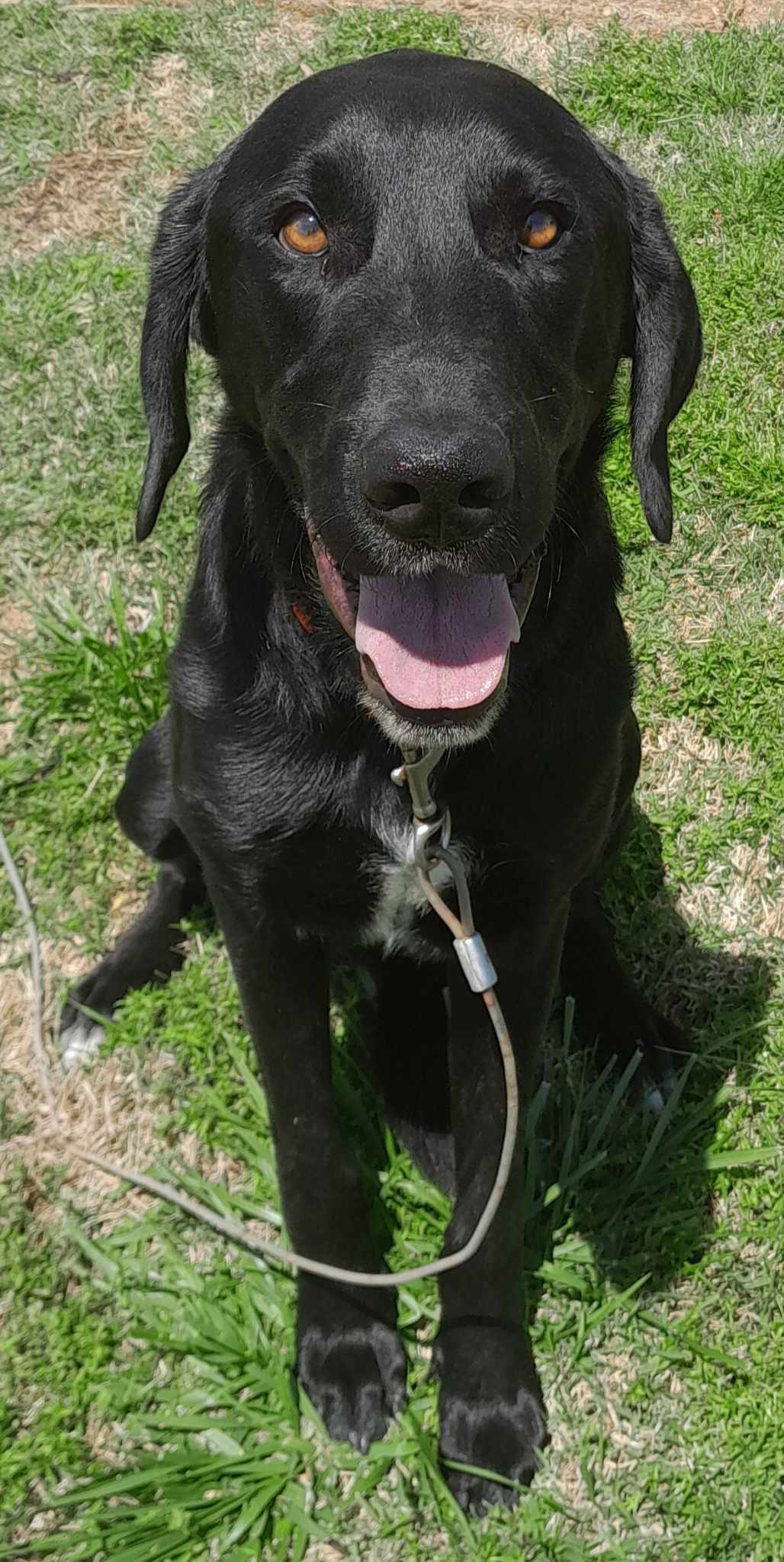 Dog for adoption - Astro, a Black Labrador Retriever Mix in Allentown ...