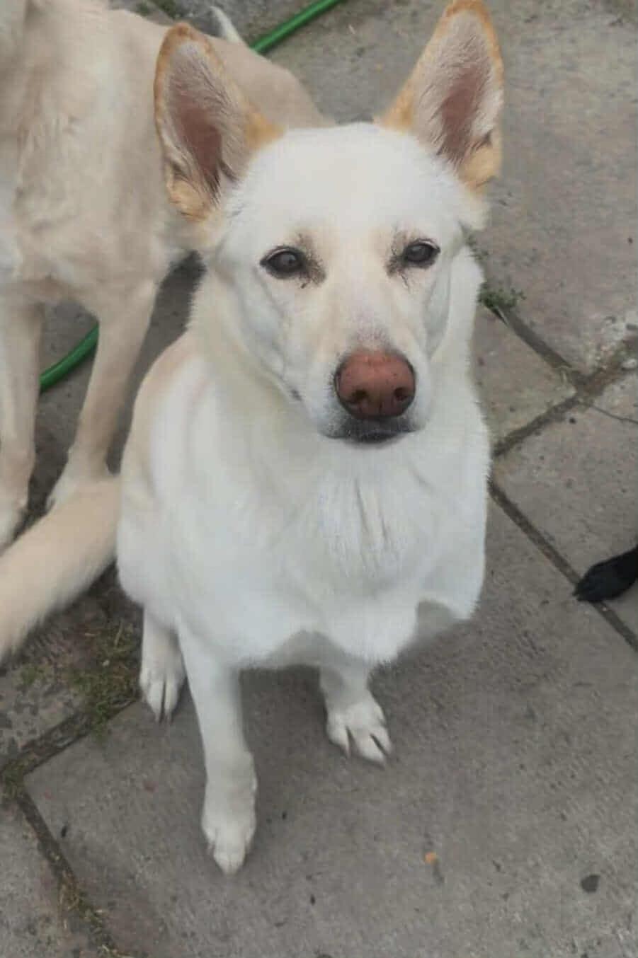 Dog for adoption - Bambi (20250610-01), a Husky Mix in Niagara on the ...