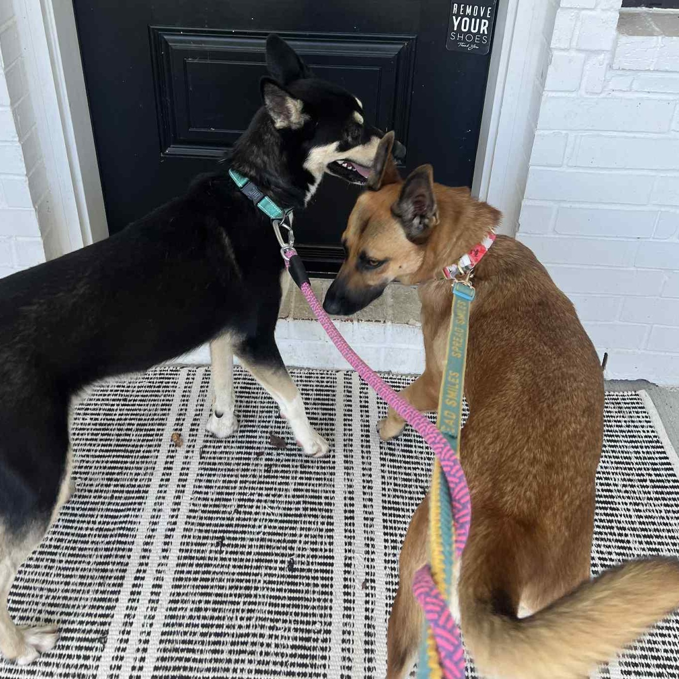 Dog for adoption - LOCKY GS, a German Shepherd Dog in Spokane, WA ...