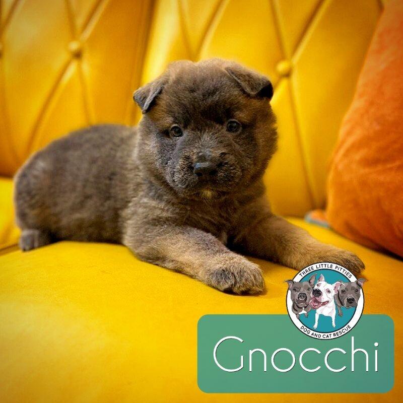 Dog for adoption - Gnocchi Roe, a Labrador Retriever & Pit Bull Terrier Mix in Minneapolis, MN ...