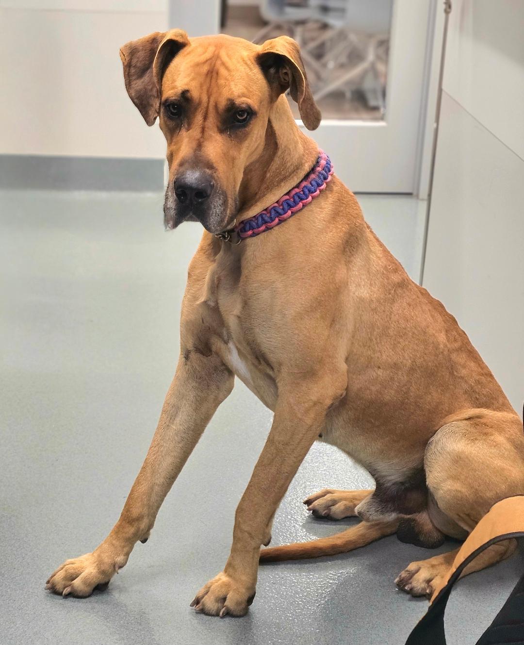 Dog for adoption - Scooby, a Great Dane in Houston, TX | Petfinder