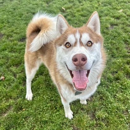 Dog for adoption - Ozzy, a Siberian Husky Mix in Roseburg, OR | Petfinder