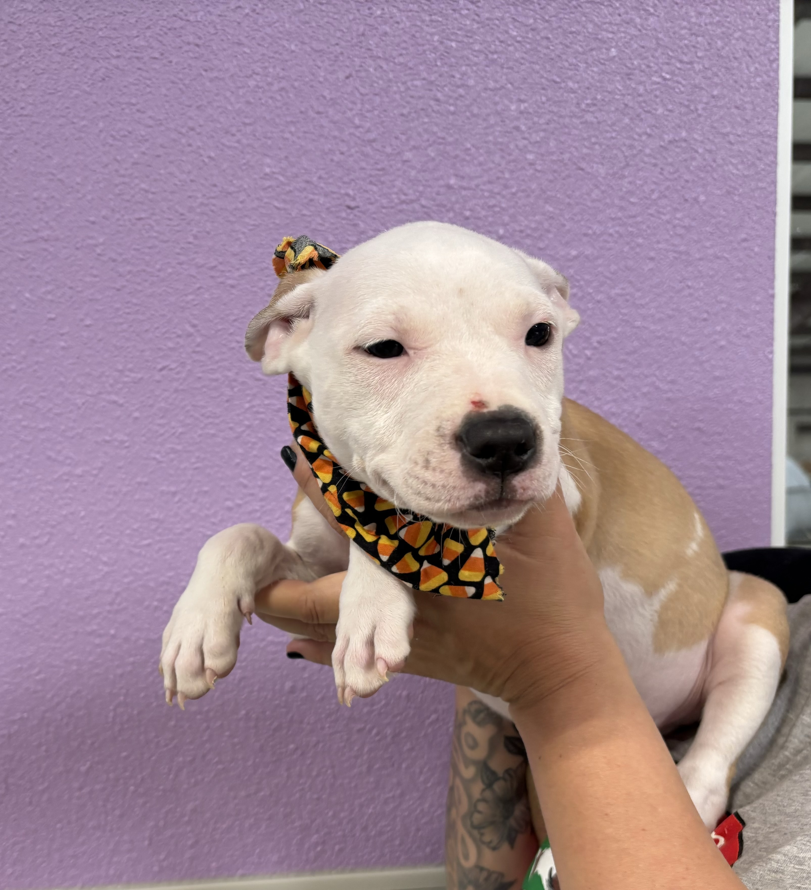 Dog for adoption - Timothy, a Pit Bull Terrier in Woodland, CA | Petfinder