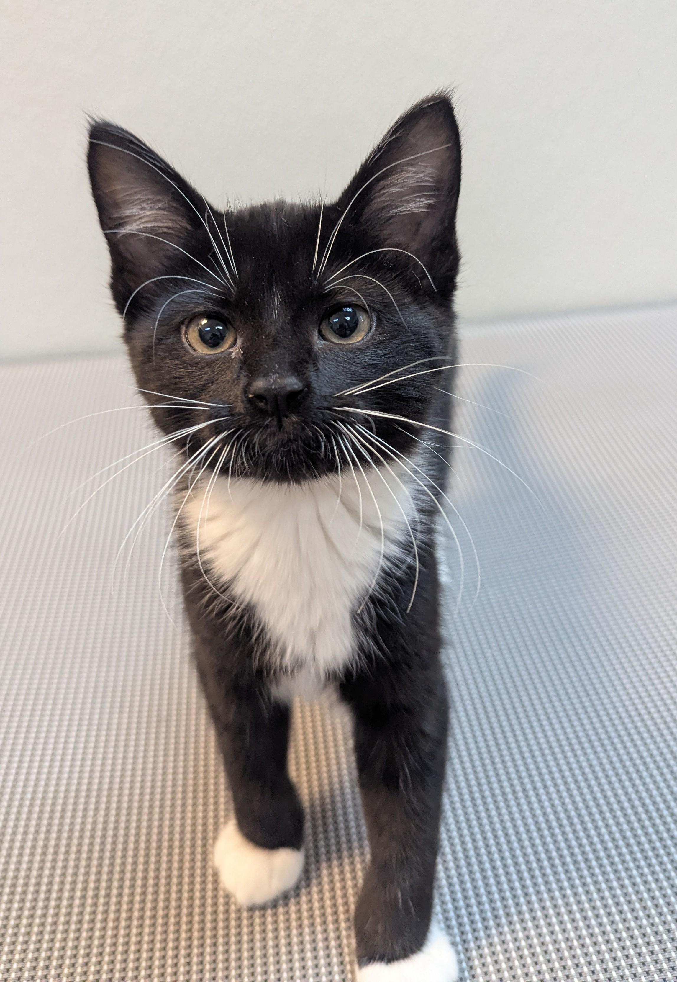 Cat for adoption - Pepper, a Domestic Short Hair in Decatur, IL | Petfinder