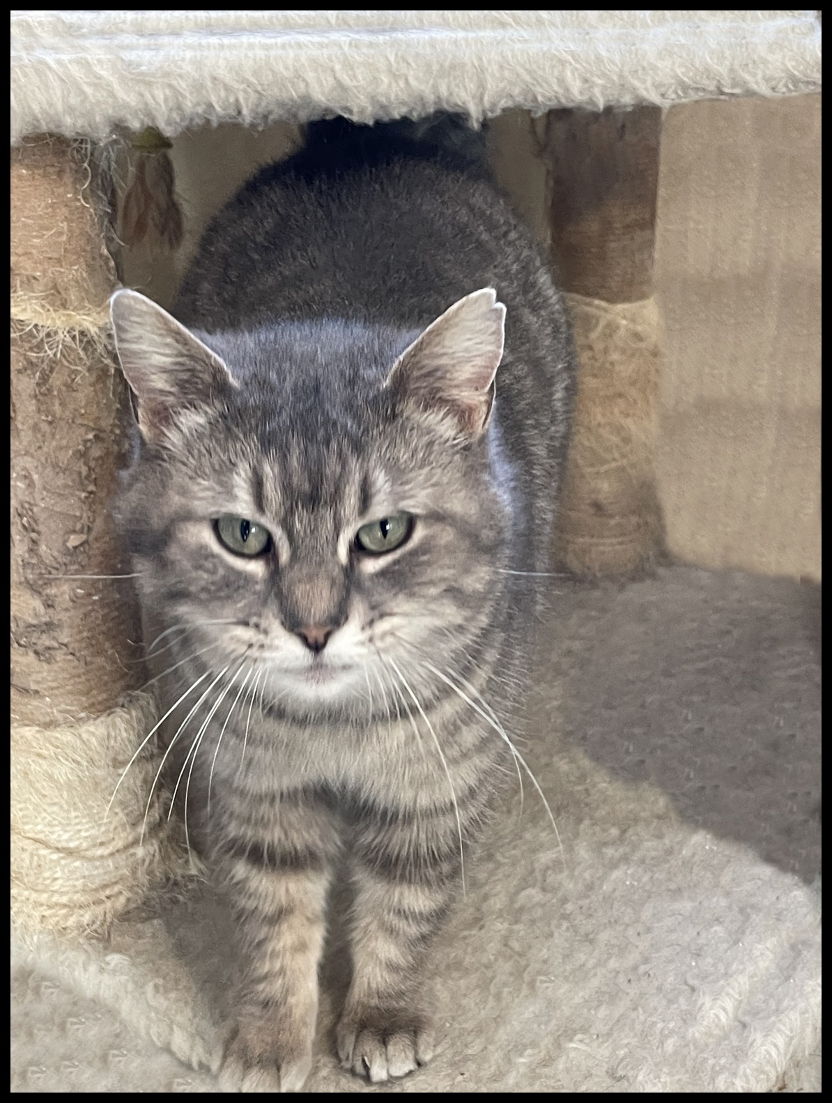 Available Cats - The A.R.K - Animal Recycling Kennel