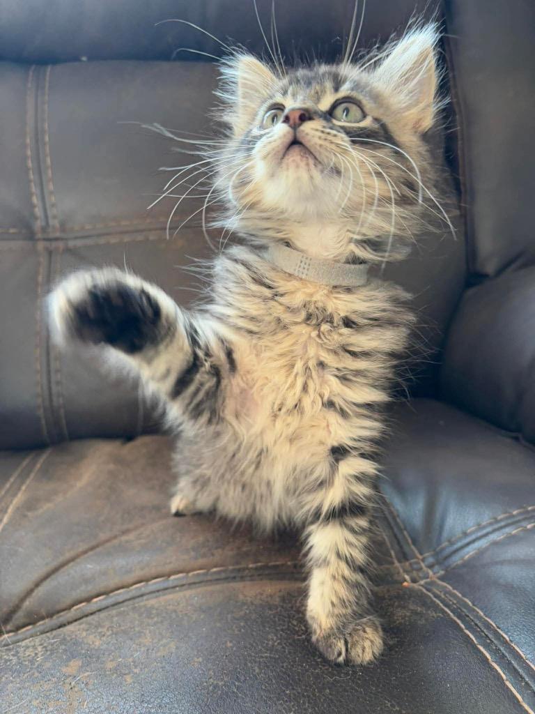 Racket - Adoptable Pet | Petfinder