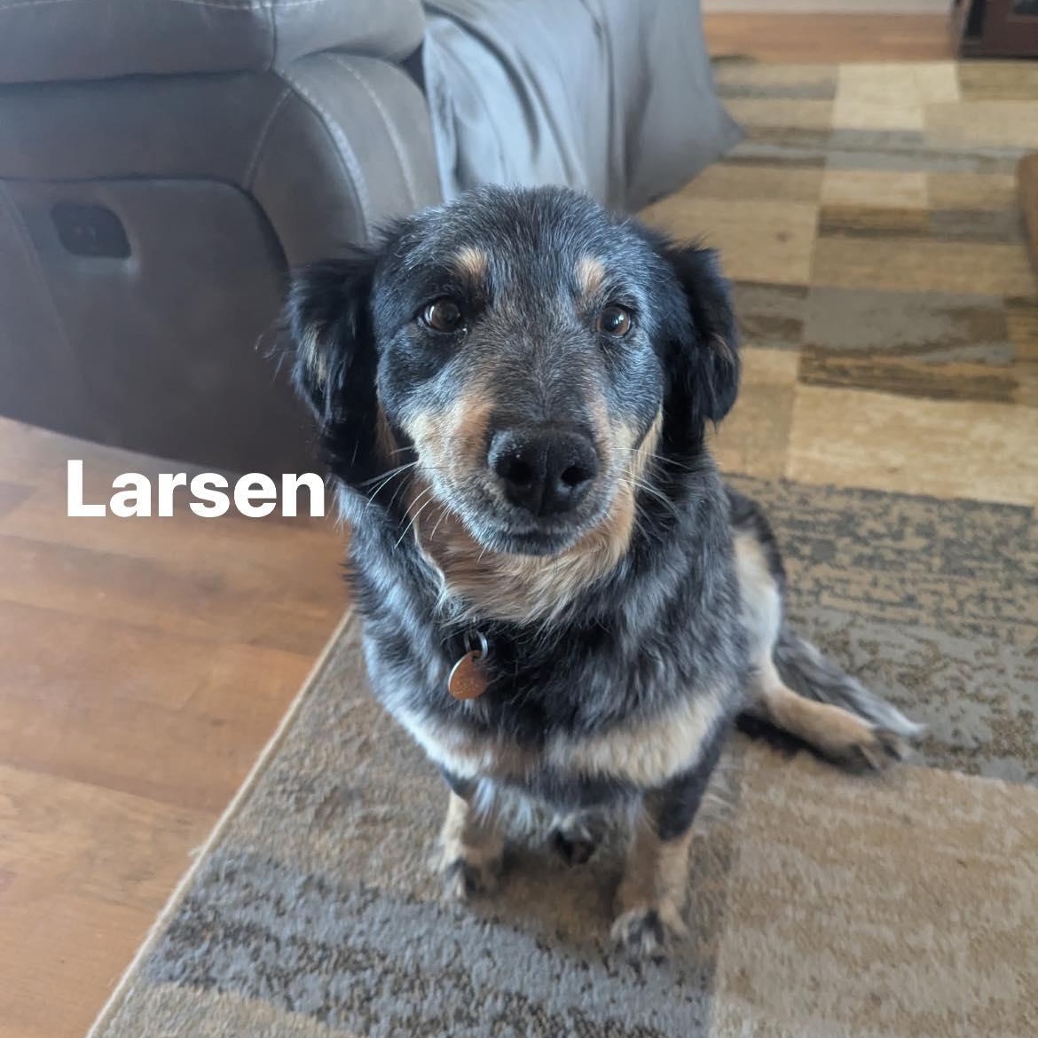 Dog for adoption - Larson, a Cattle Dog Mix in Chino valley, AZ | Petfinder