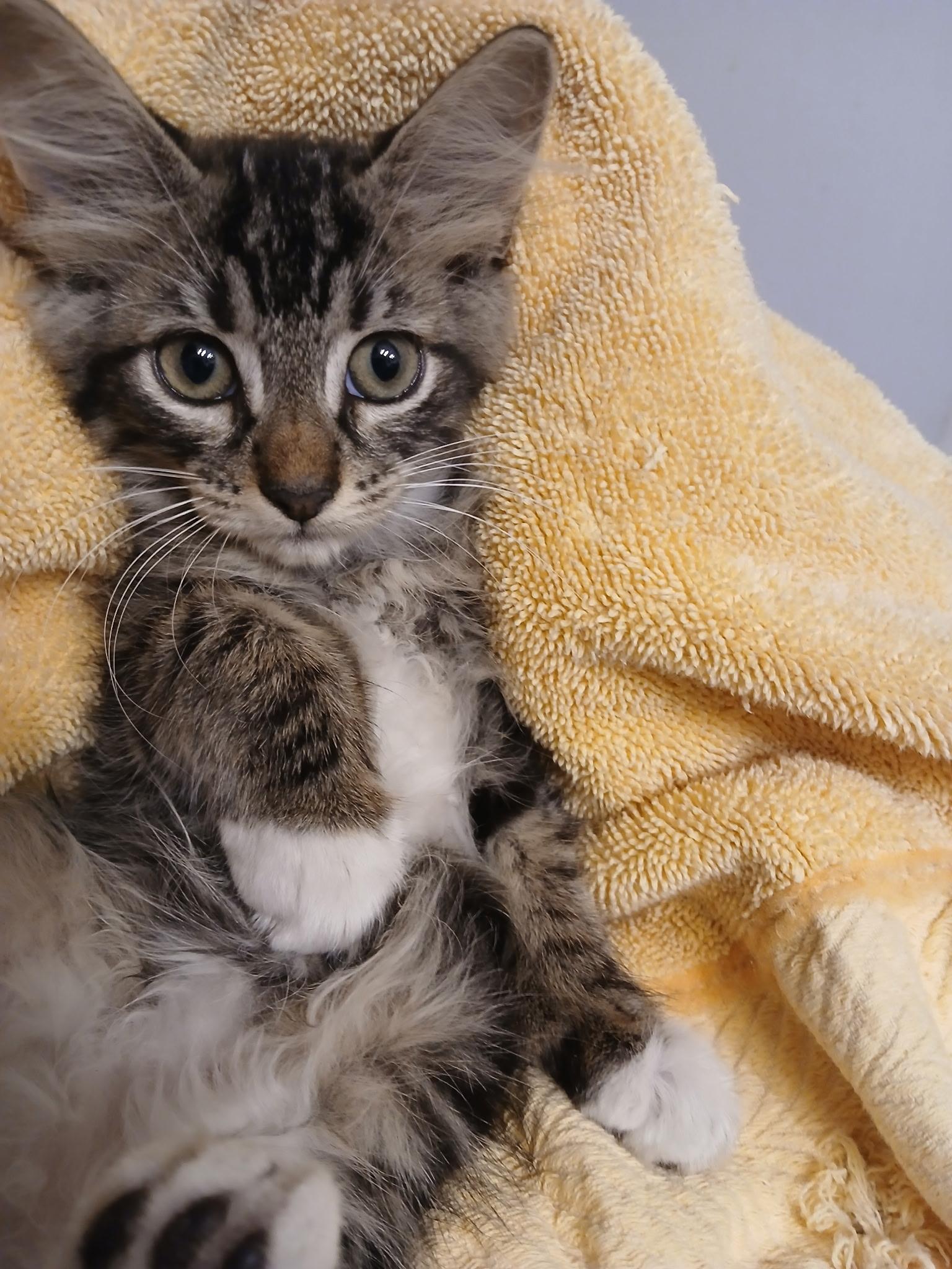 Cat for adoption - Margaux, an Extra-Toes Cat / Hemingway Polydactyl ...