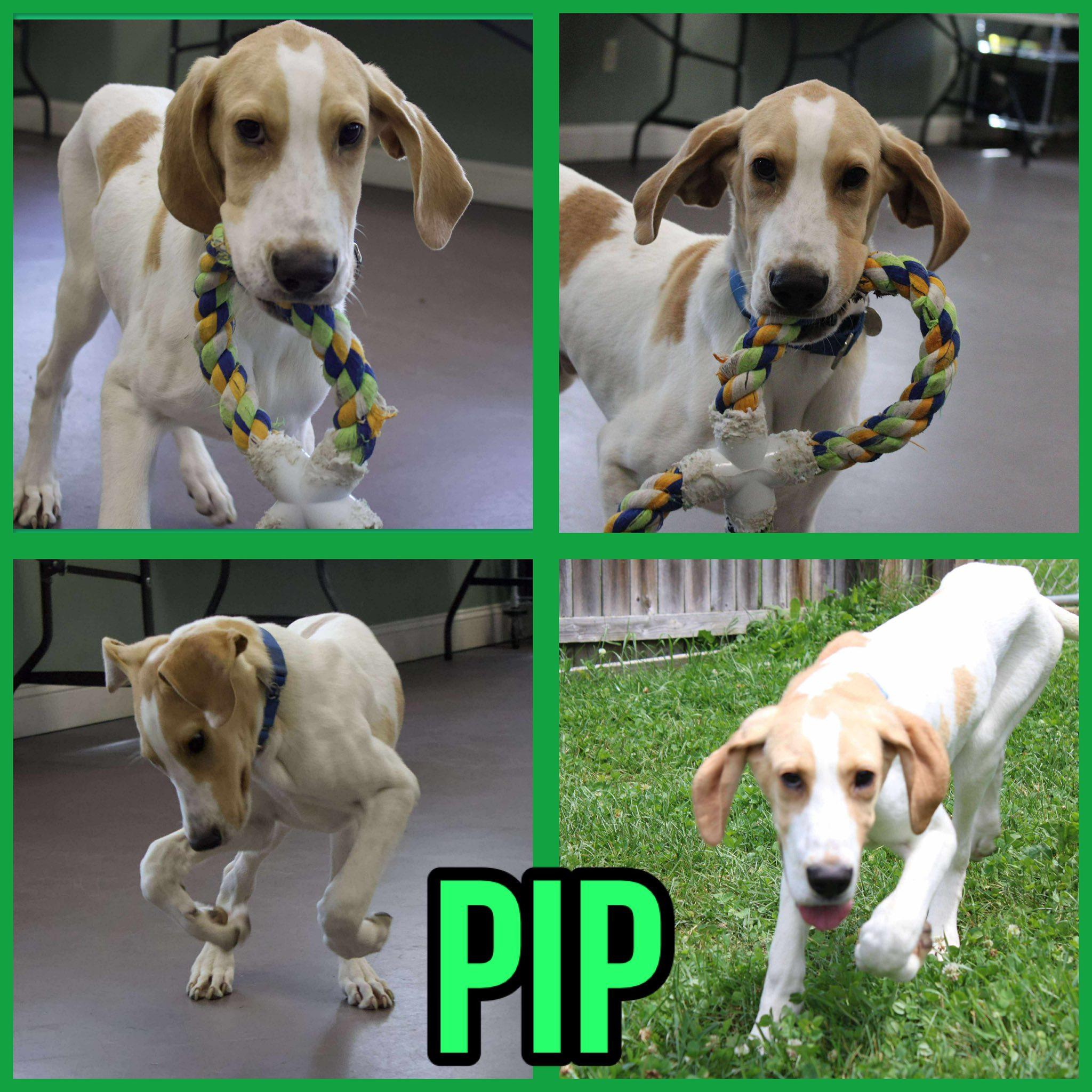 Dog for adoption - Pip, Miles, and Ben, a Great Dane & Standard Poodle ...