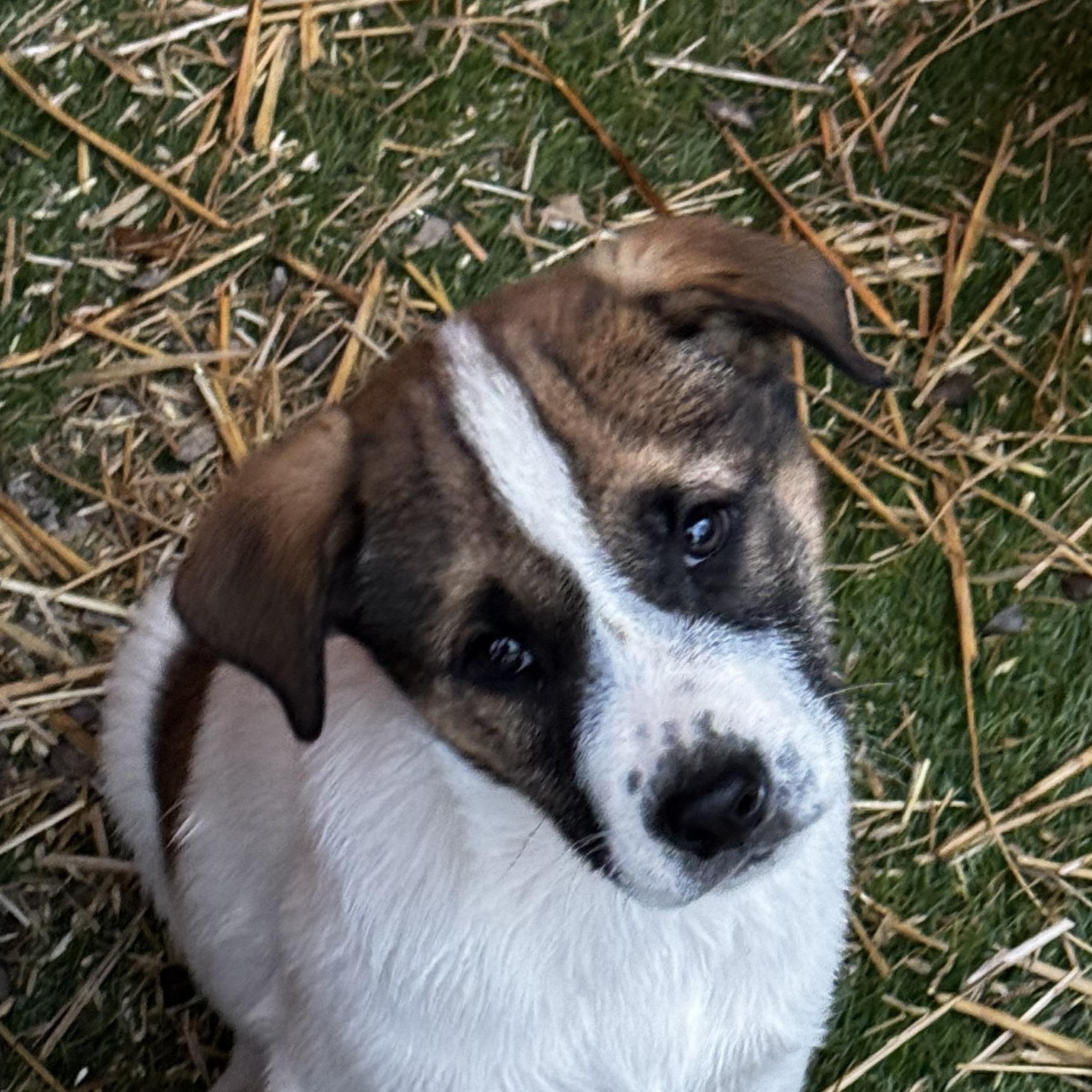 Dog for adoption - Leo, a Shepherd Mix in grant, AL | Petfinder